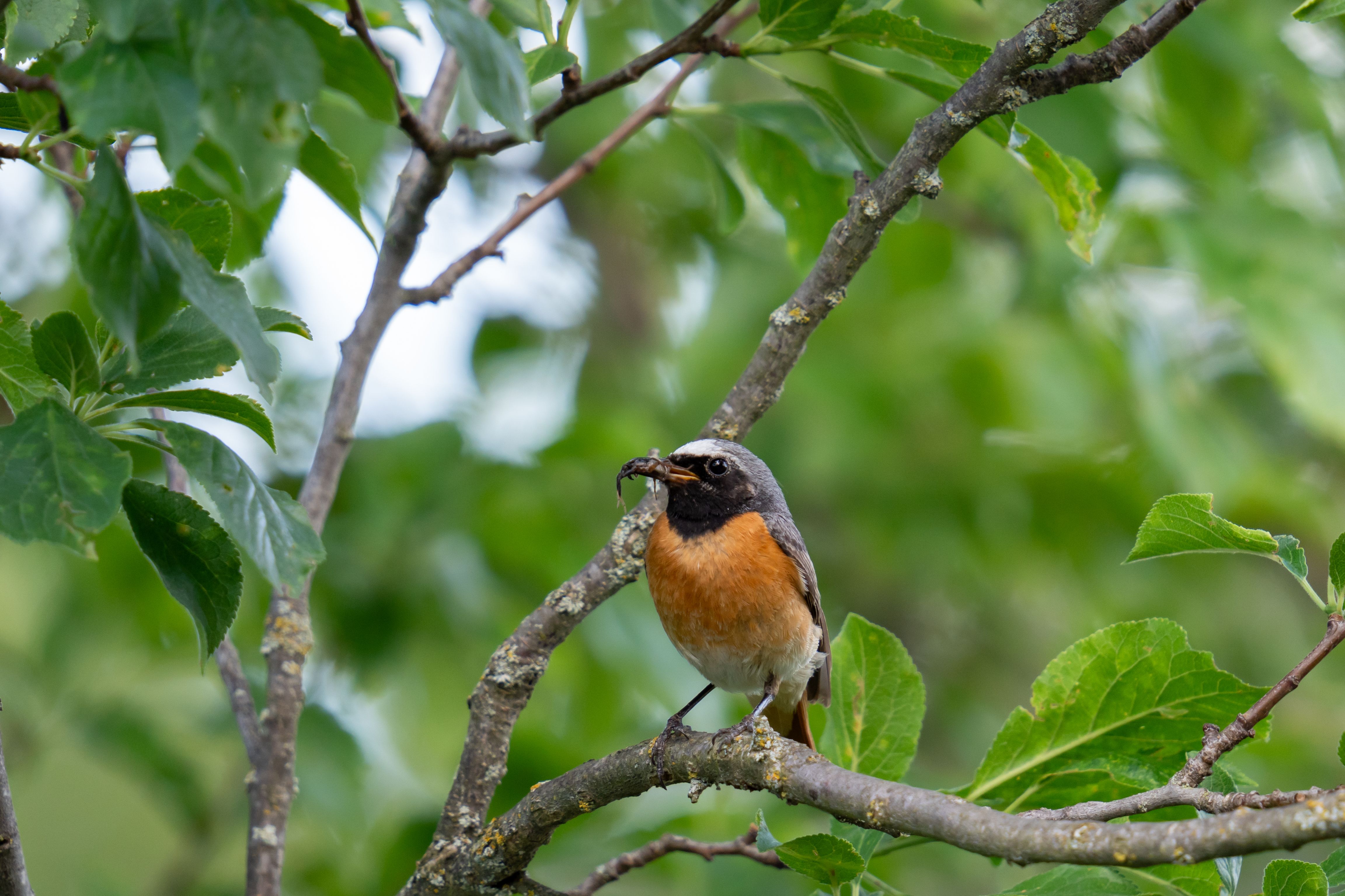 Vibrant Common Redstart in Lush Greenery · Free Stock Photo