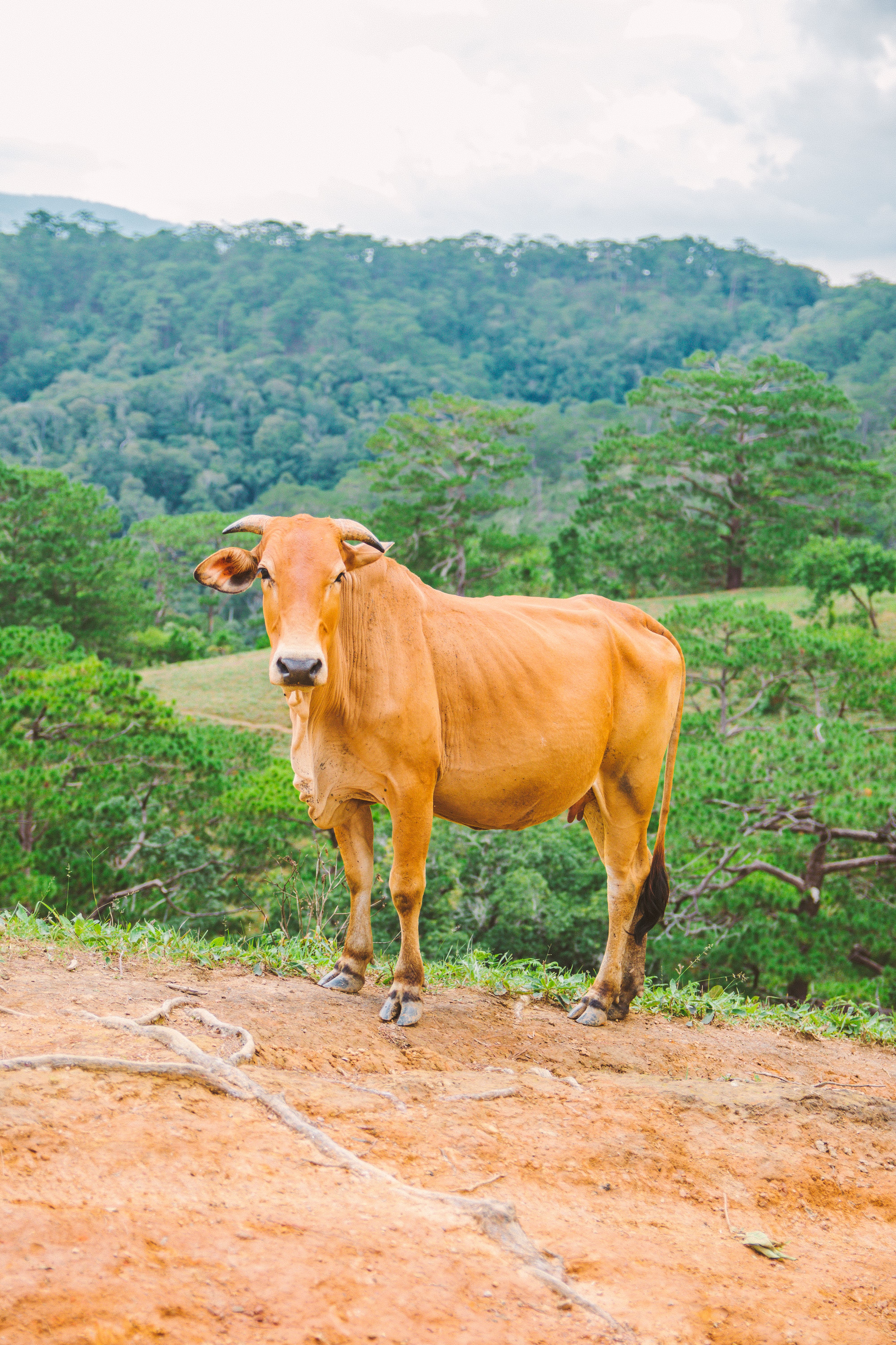 Brown Cow Grazing in Lâm Đồng, Vietnam · Free Stock Photo