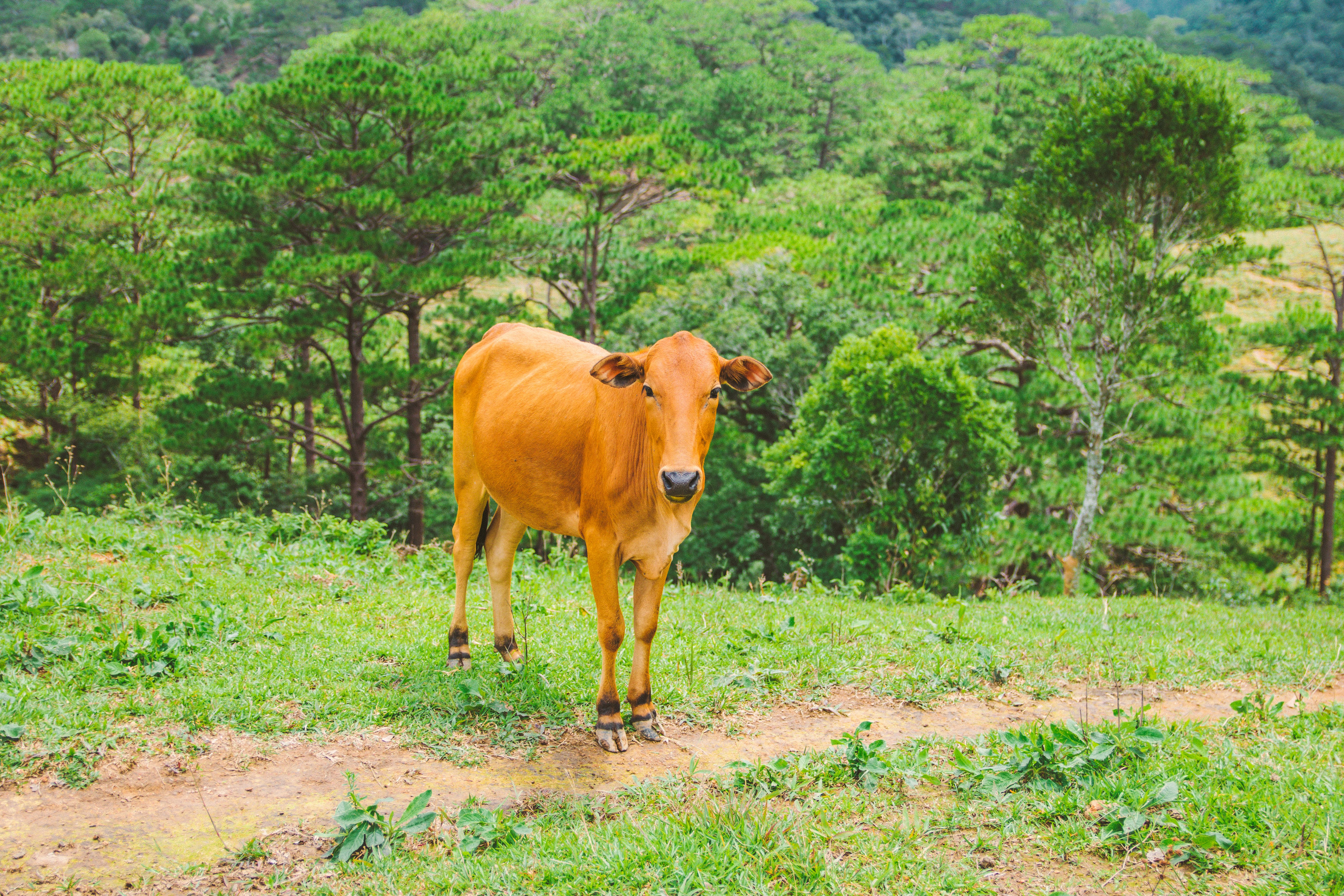 Brown Cow Grazing in Lush Vietnamese Landscape · Free Stock Photo