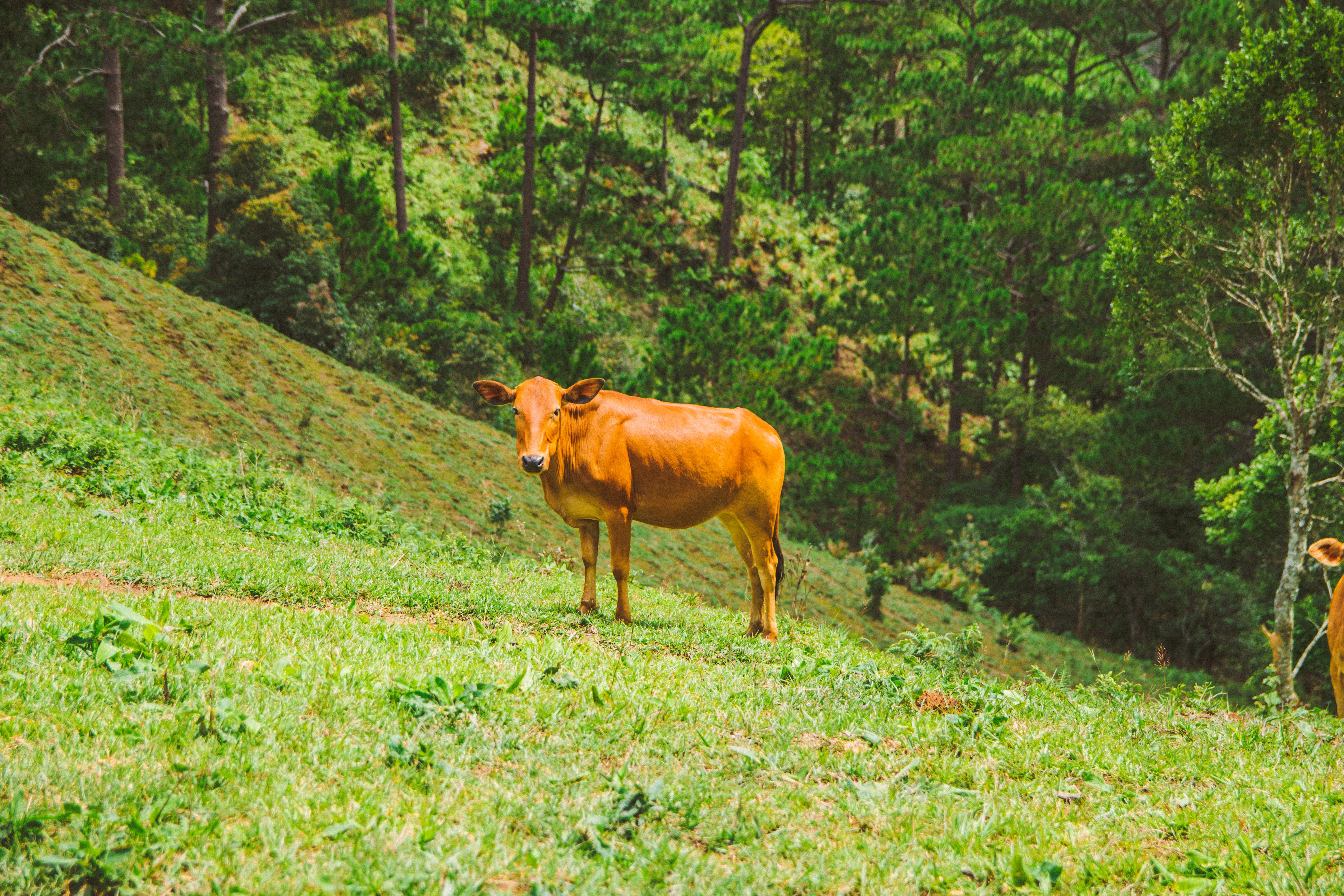 Brown Cow Grazing in Lush Vietnamese Countryside · Free Stock Photo