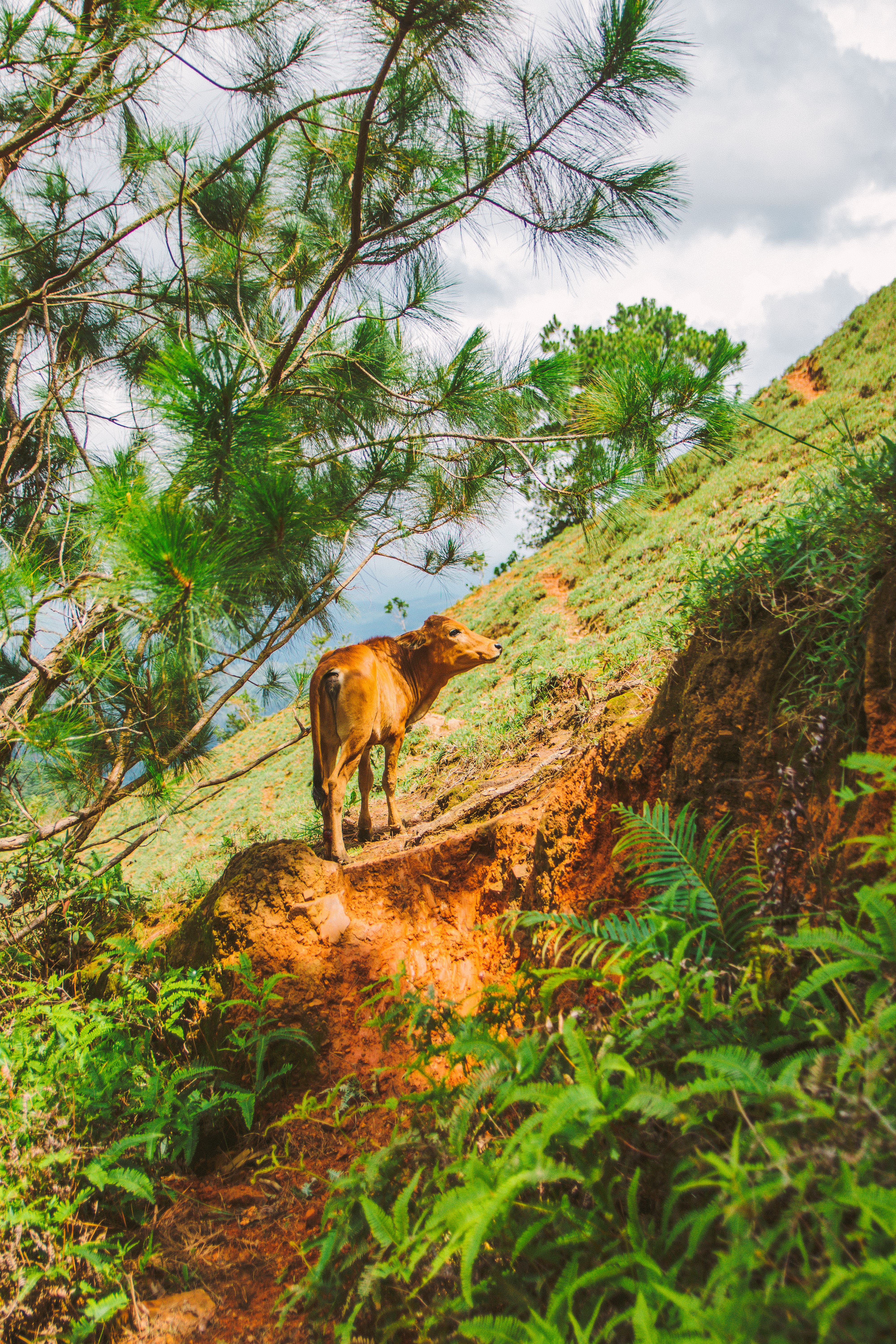 Cow Grazing on Scenic Hillside in Lâm Đồng, Vietnam · Free Stock Photo