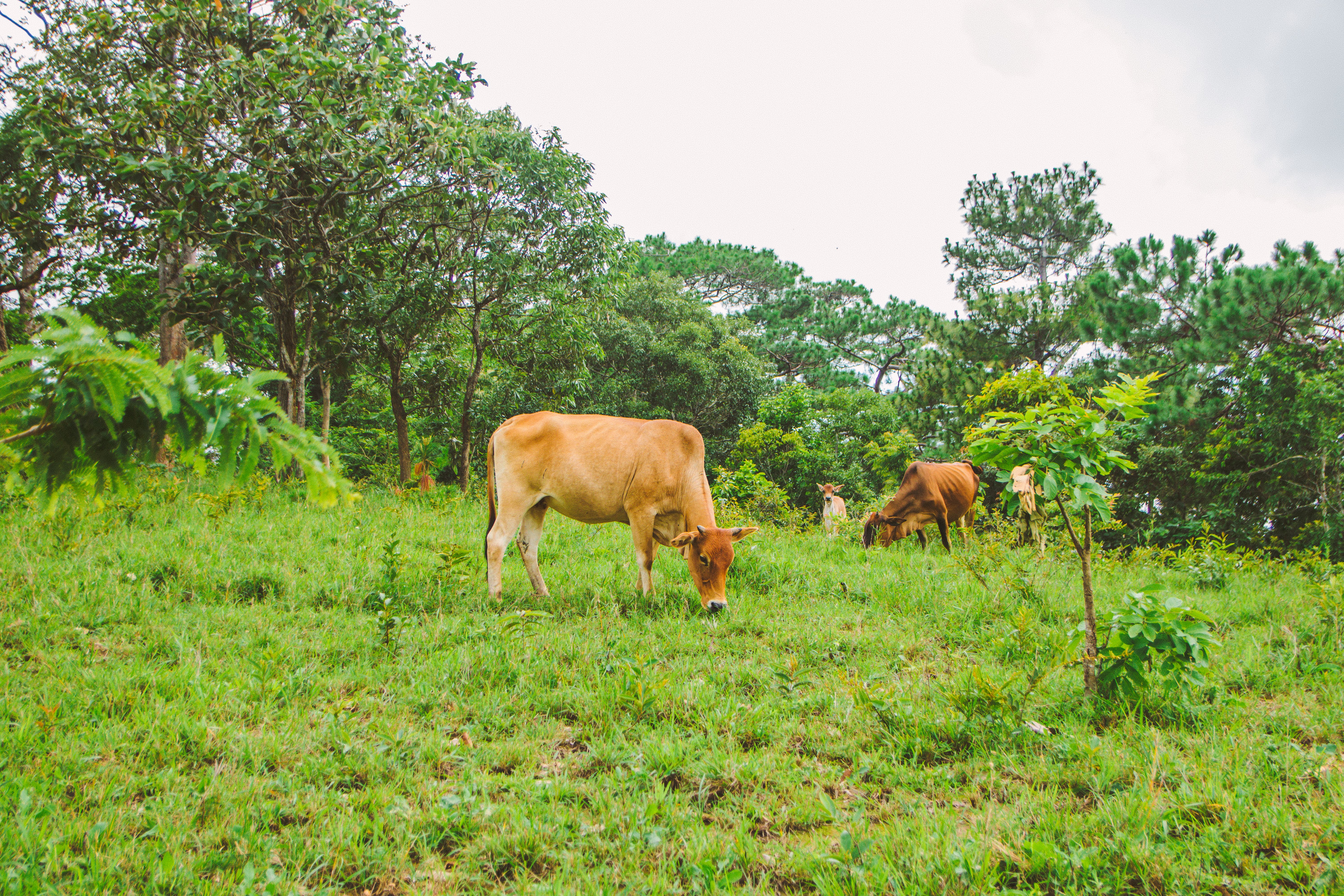 Vietnam Animals Photos, Download The BEST Free Vietnam Animals Stock ...