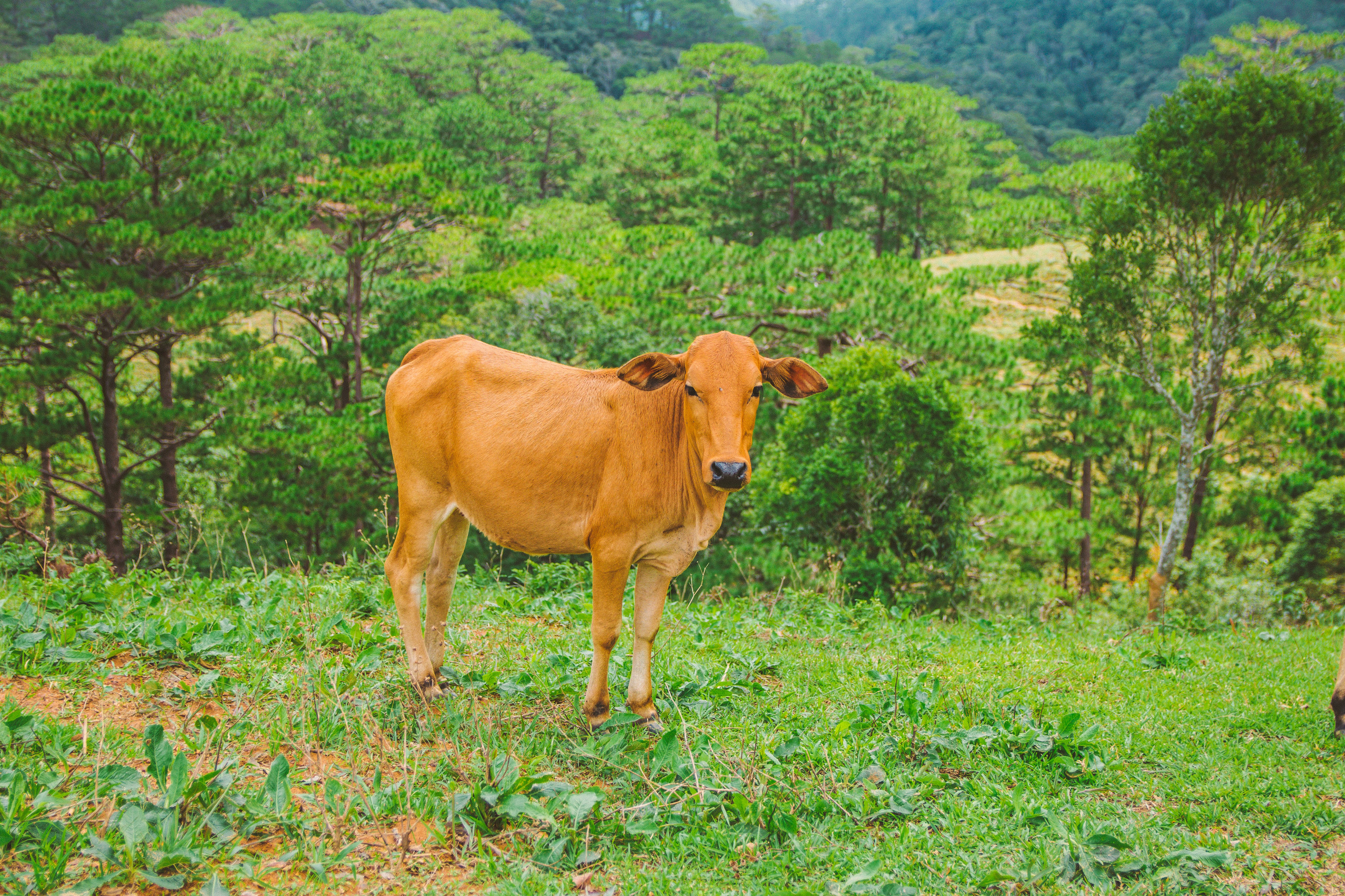 Young Cow Grazing in Lush Vietnamese Countryside · Free Stock Photo