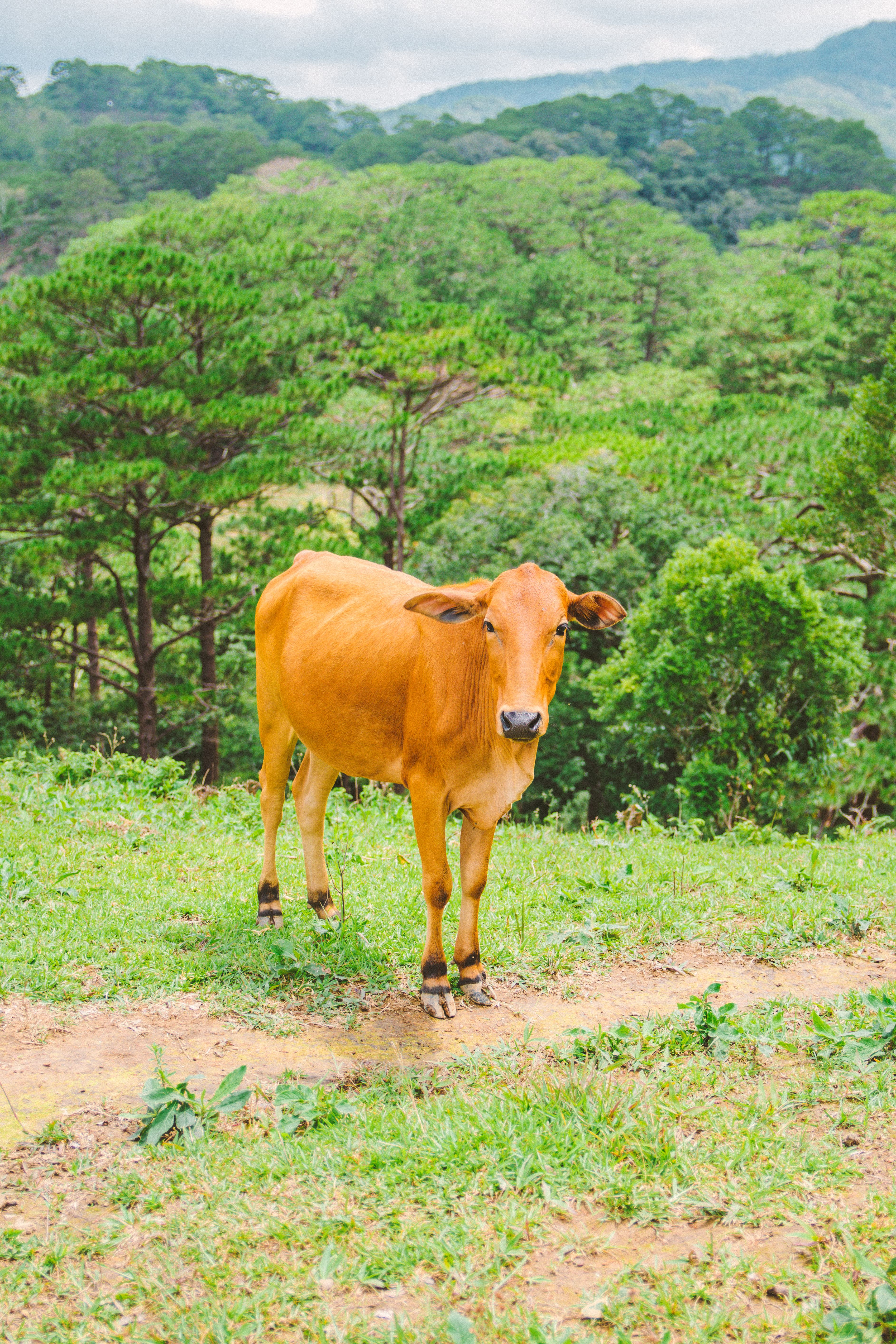 Brown Cow in Forested Landscape of Lâm Đồng · Free Stock Photo