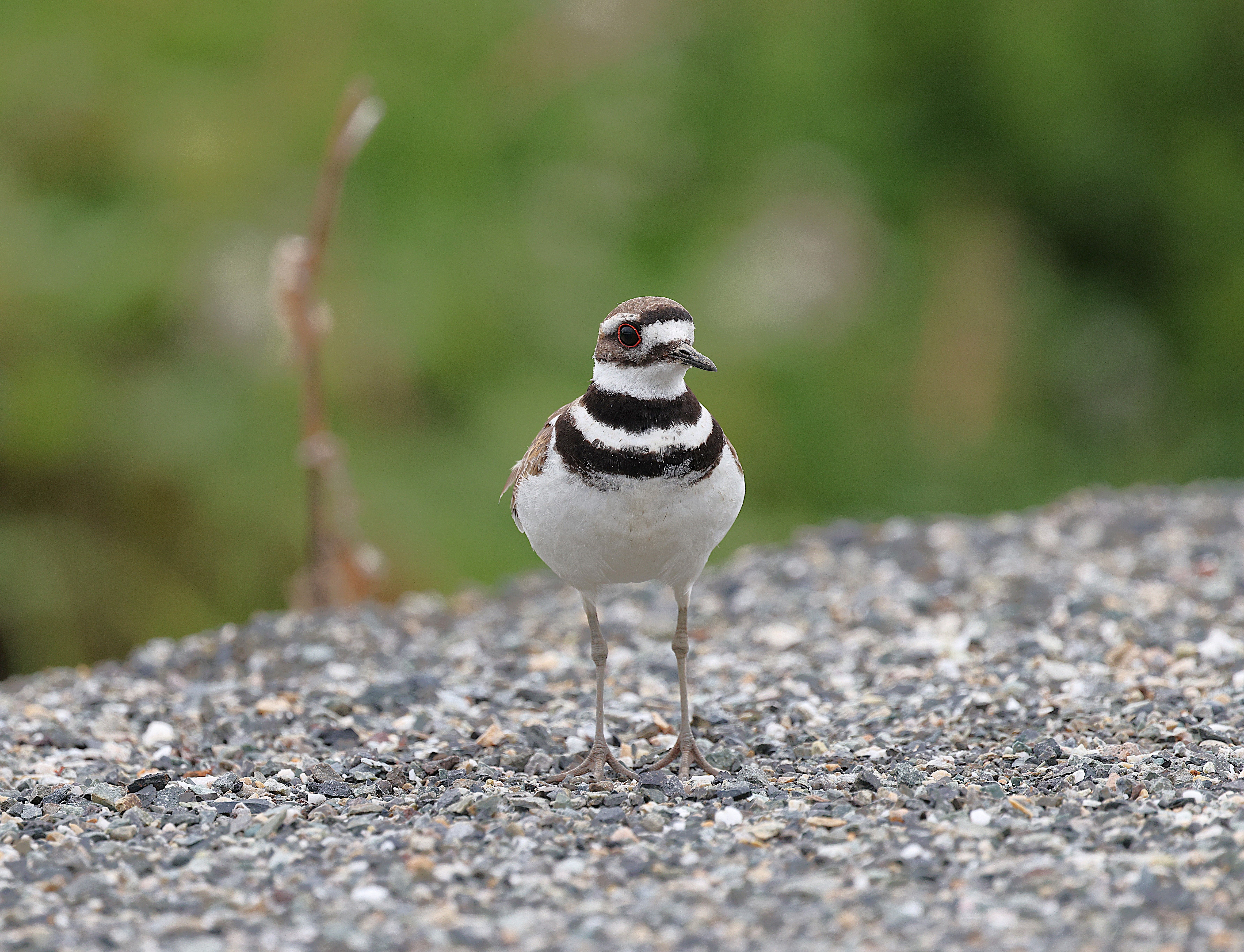 Wildlife Photography of a Killdeer Bird Outdoors · Free Stock Photo