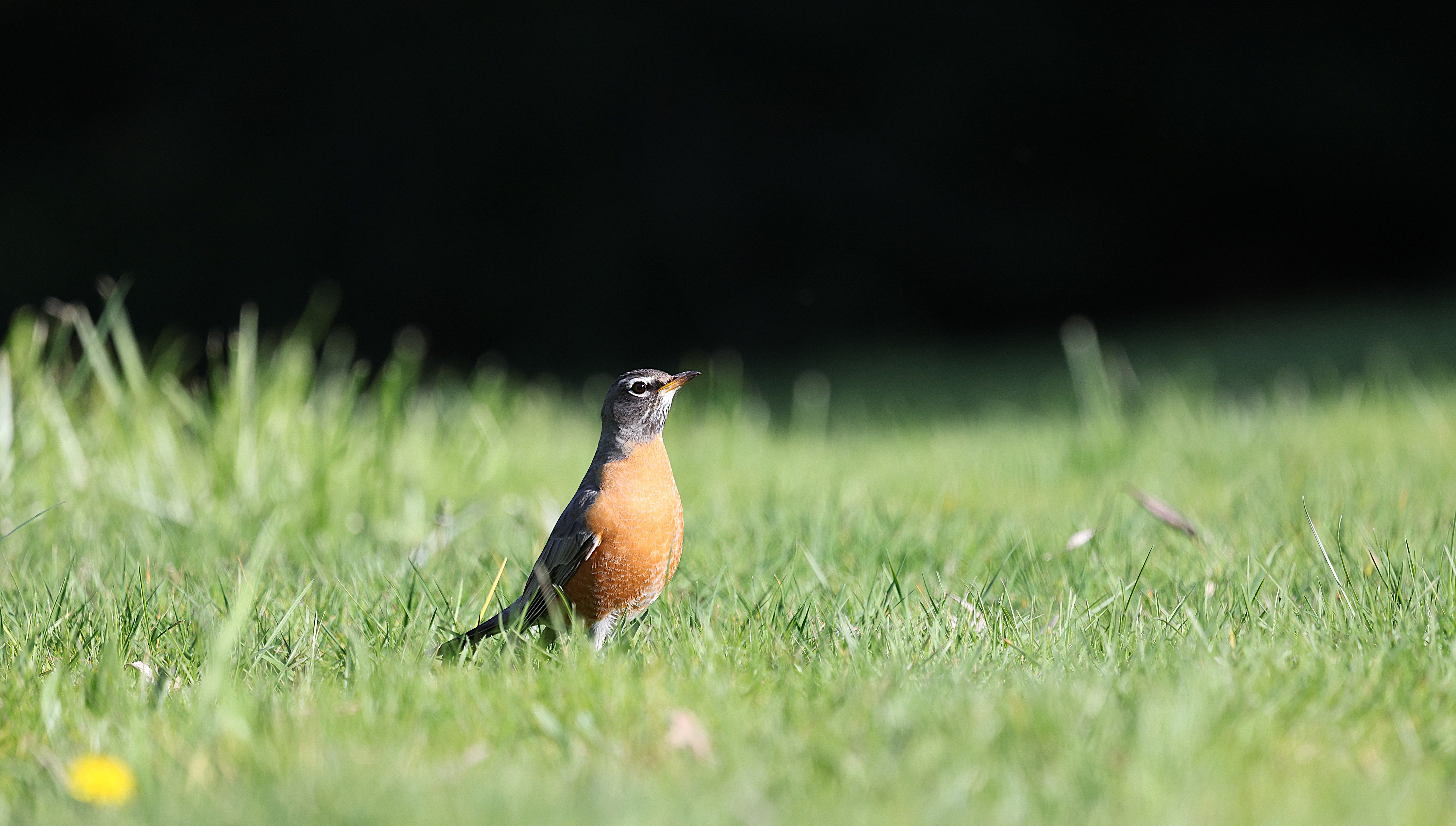 American Robin on Lush Green Grass in Spring · Free Stock Photo