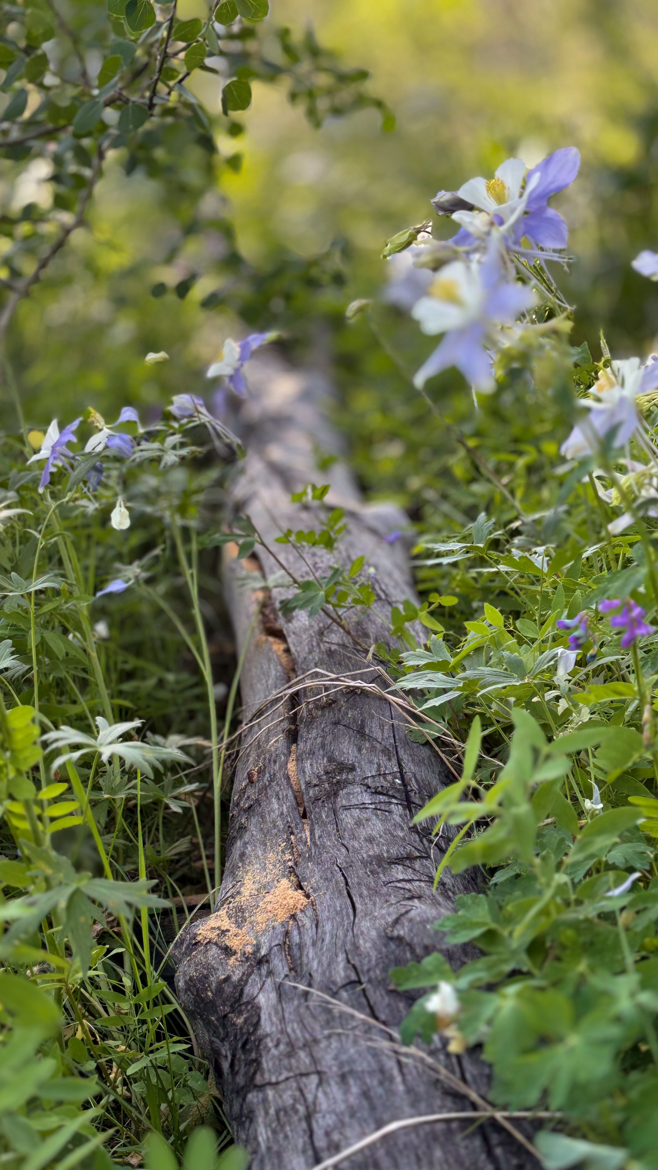 Blurred Log Windows Background Photos, Download The BEST Free Blurred ...