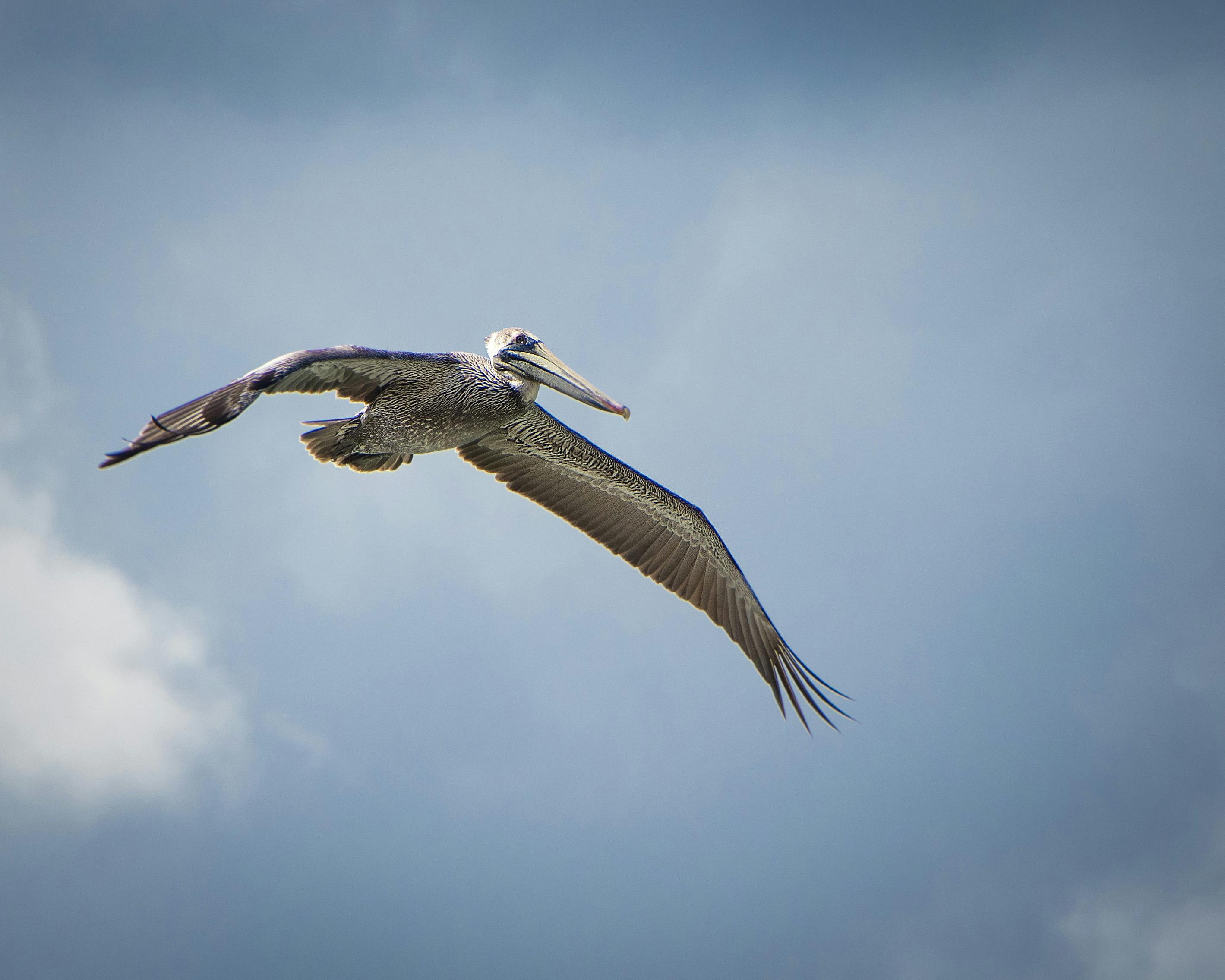 Wings Pantham Photos, Download The BEST Free Wings Pantham Stock Photos ...