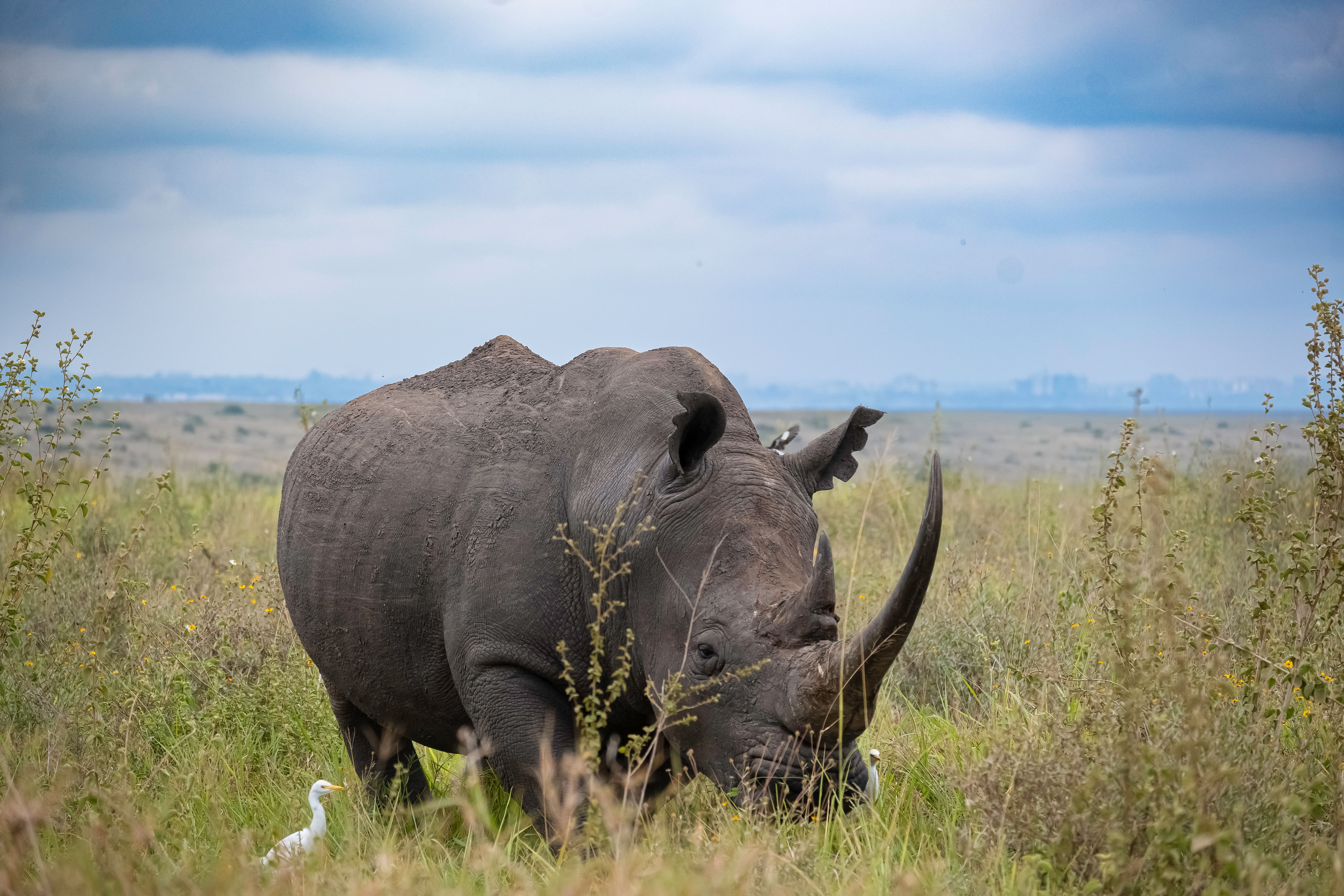 Majestic Rhinoceros in African Grassland · Free Stock Photo
