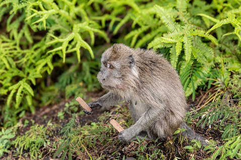 Stump Tailed Macaque: Facts & Conservation Update
