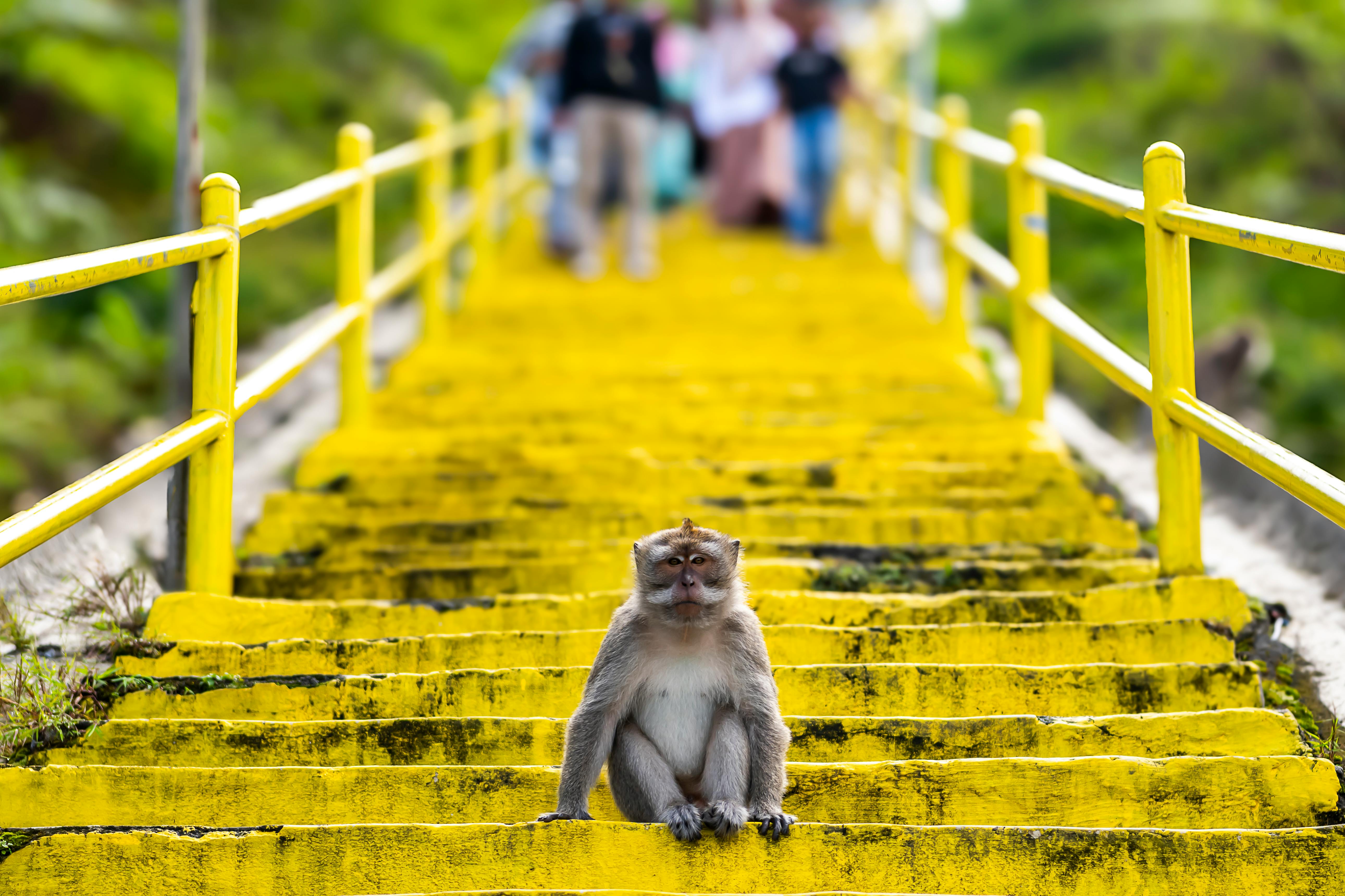 Macaque Sitting on Vibrant Yellow Steps Outdoors · Free Stock Photo