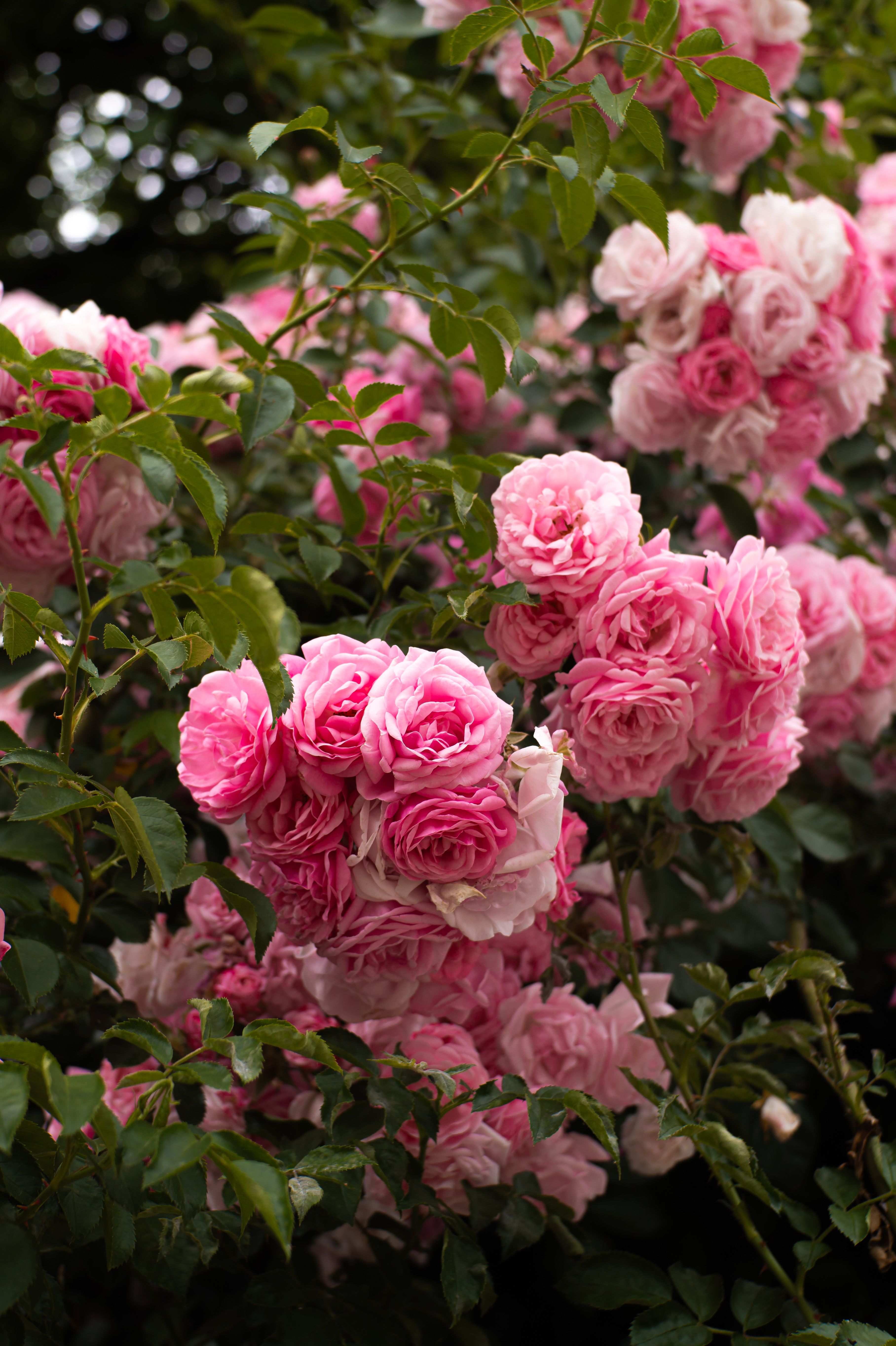 Beautiful Pink Roses in Bloom Outdoors · Free Stock Photo