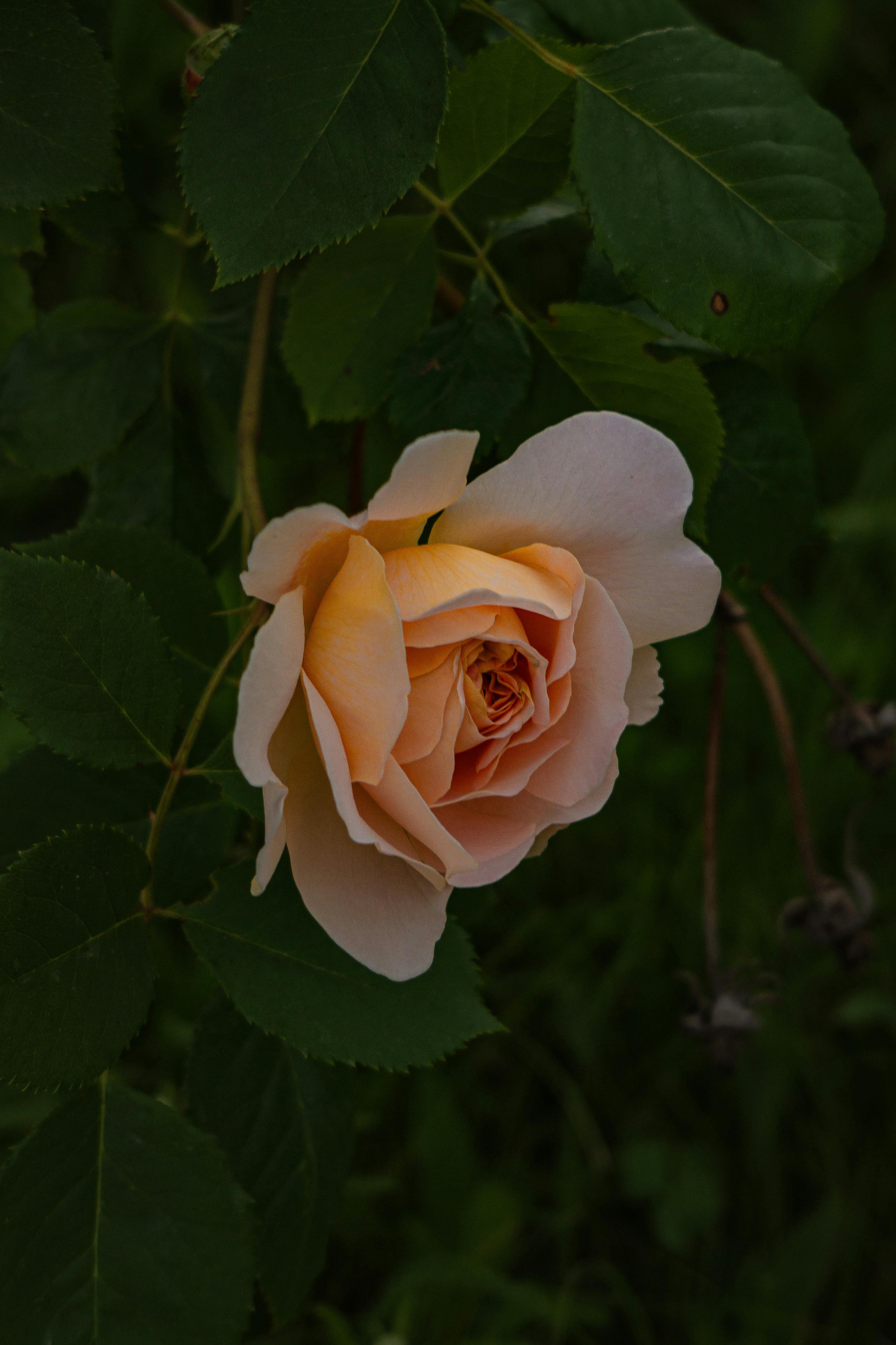 Imx+Peaches Photos, Download The BEST Free Imx+Peaches Stock Photos ...