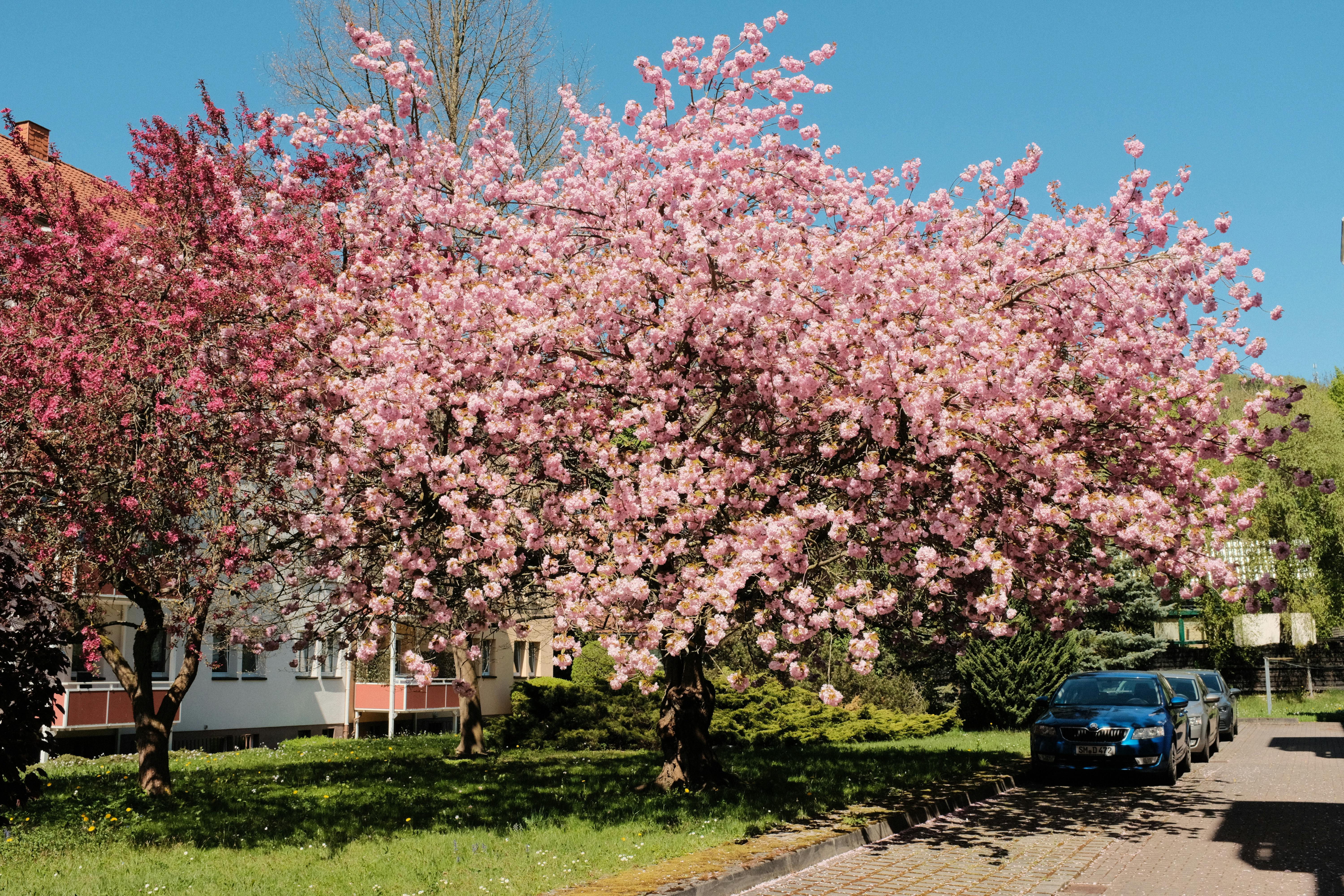 8.000+ Tema Kamin Bilder und Fotos · Kostenlos Downloaden · Pexels ...
