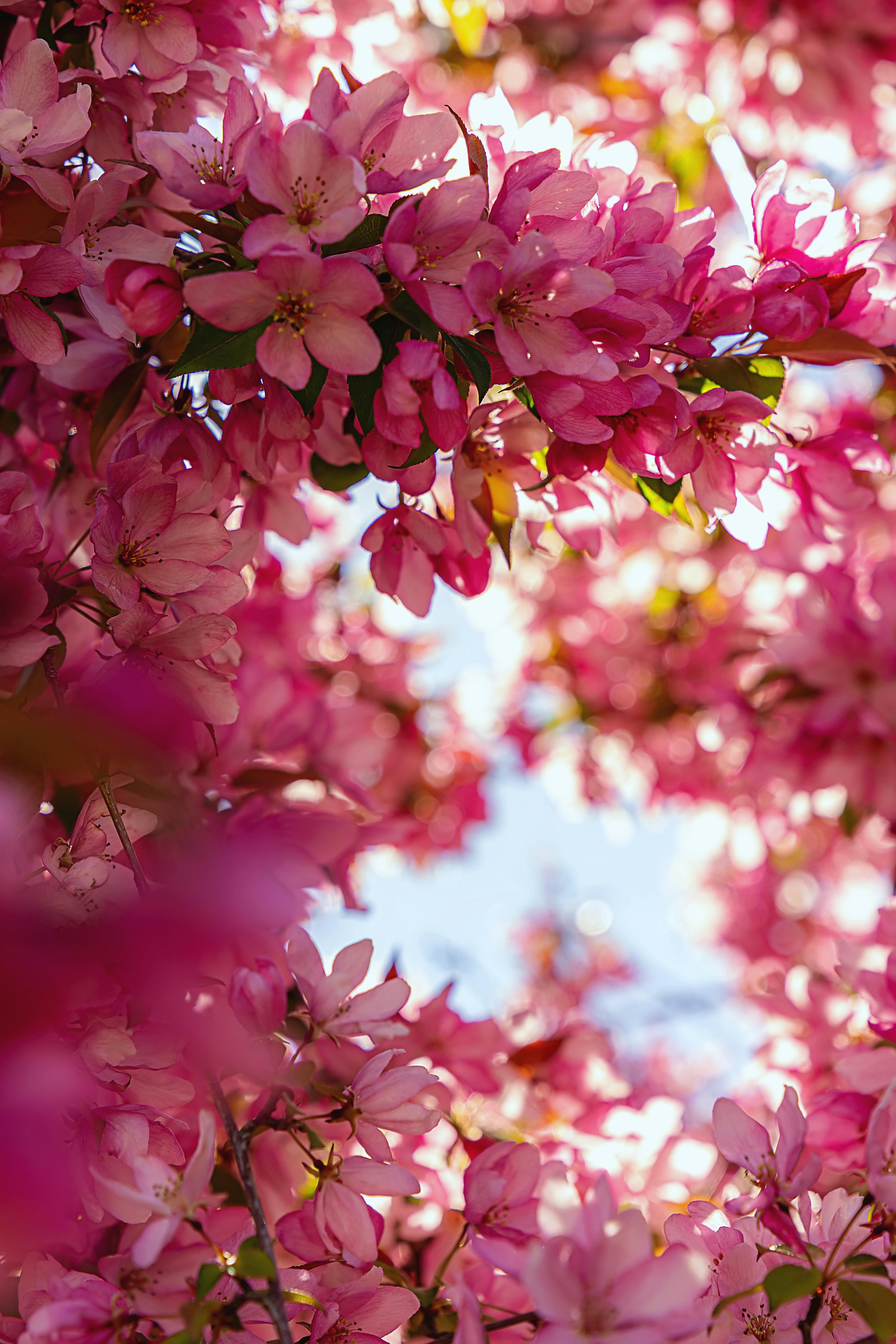 Pink Teams Background Photos, Download The BEST Free Pink Teams ...