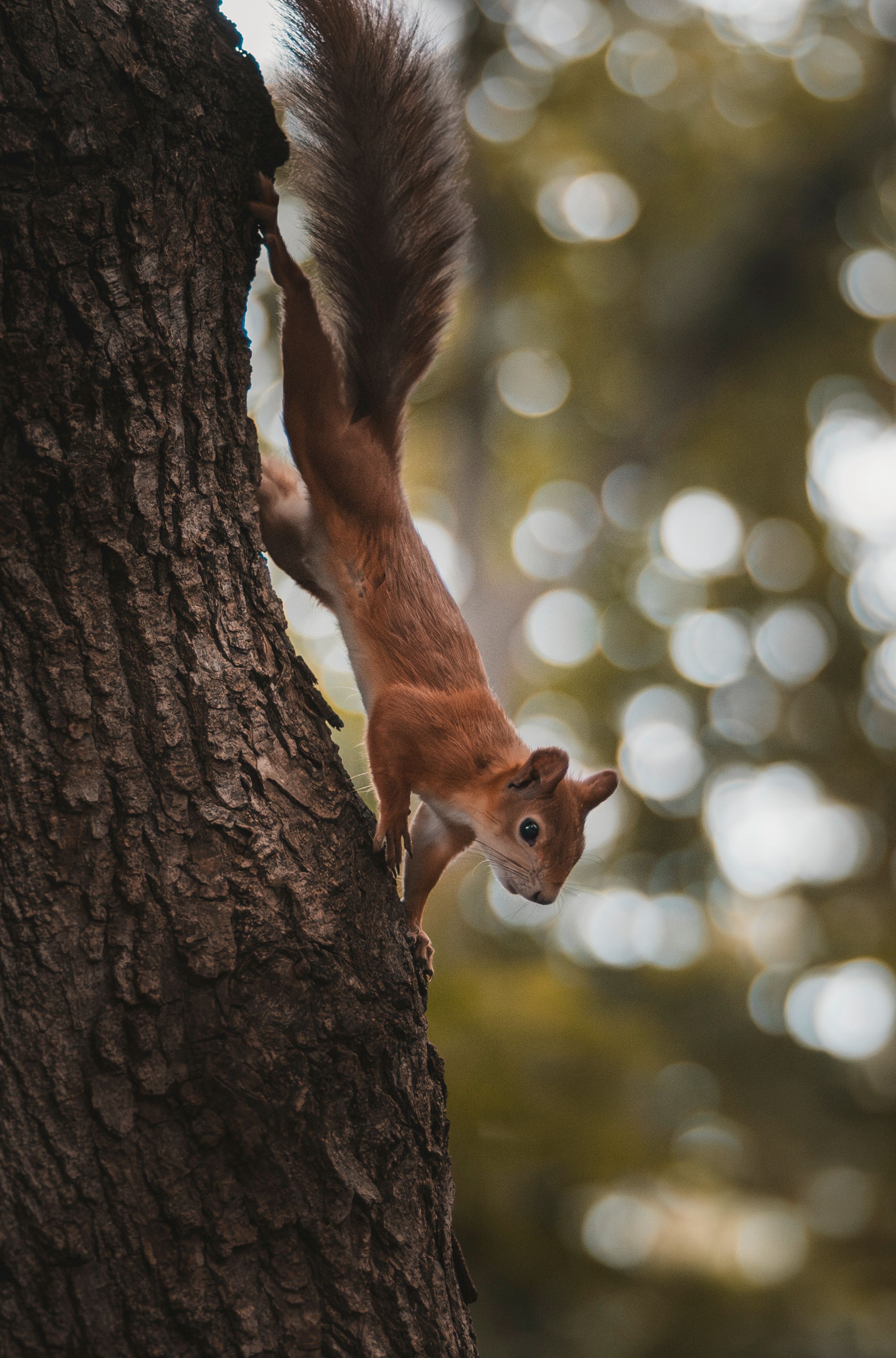 Squirrel Climbing Down a Tree in Nature · Free Stock Photo
