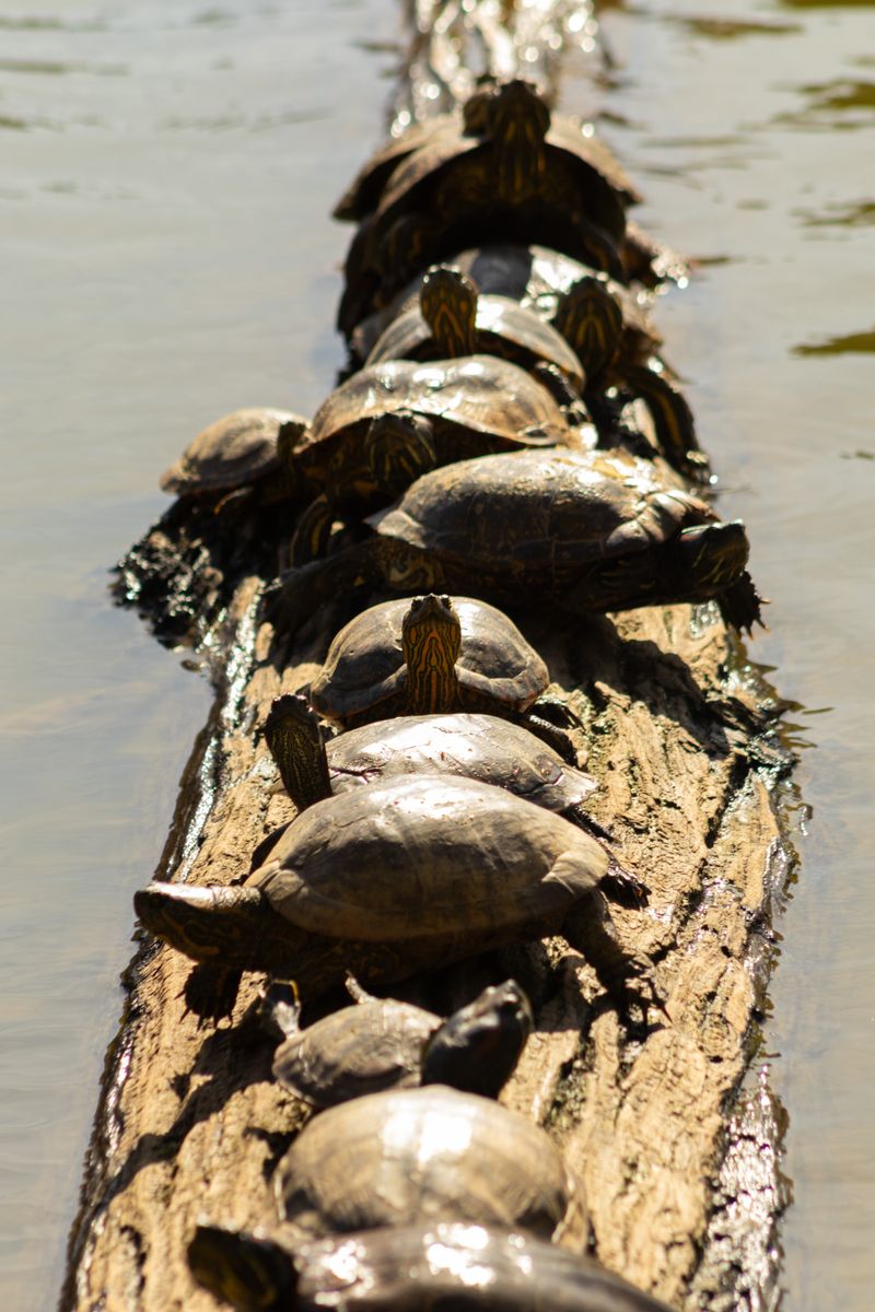 Turtle Wallpaper Photos, Download The BEST Free Turtle Wallpaper Stock ...