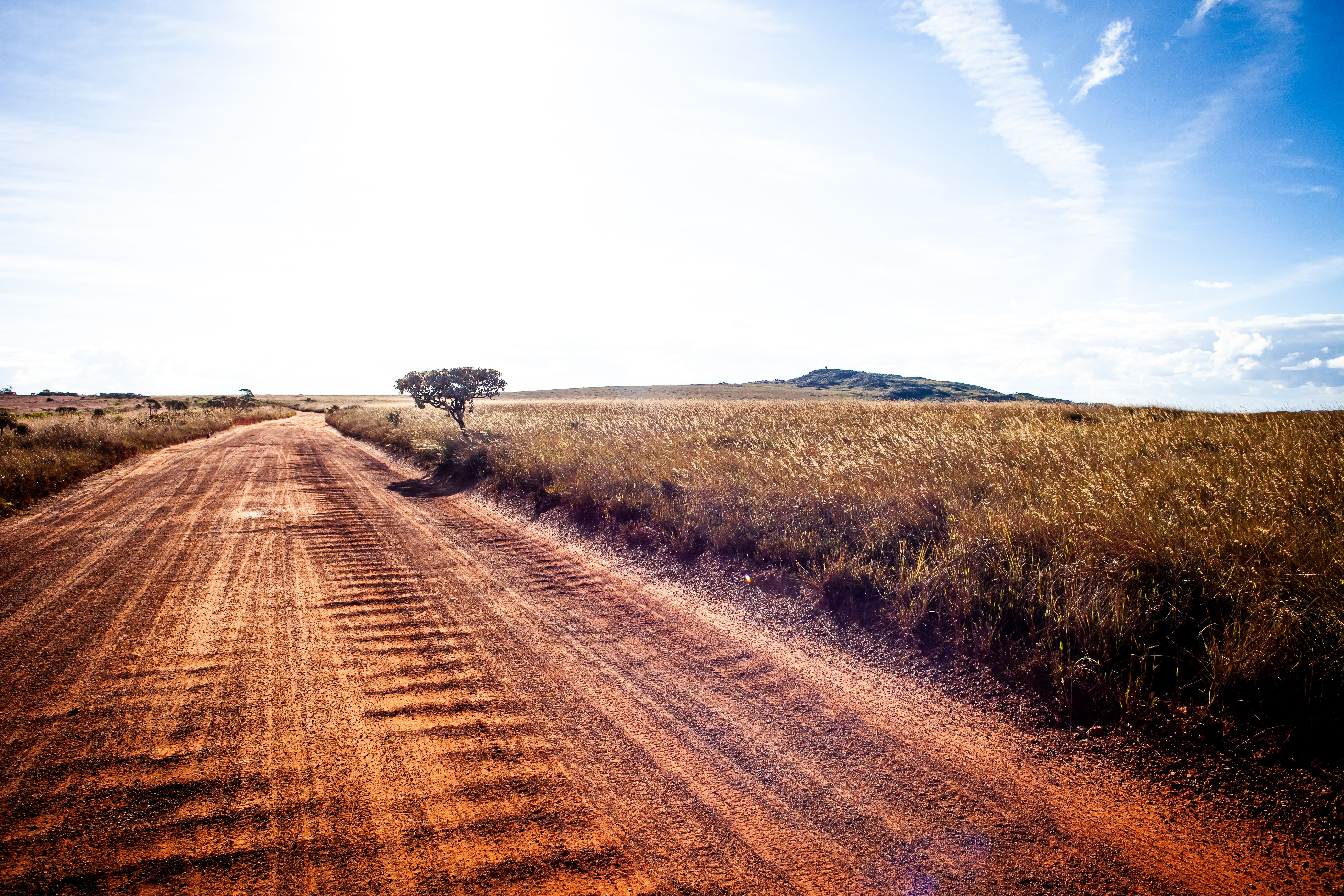 Sunny Dirt Road Through Open Grasslands · Free Stock Photo