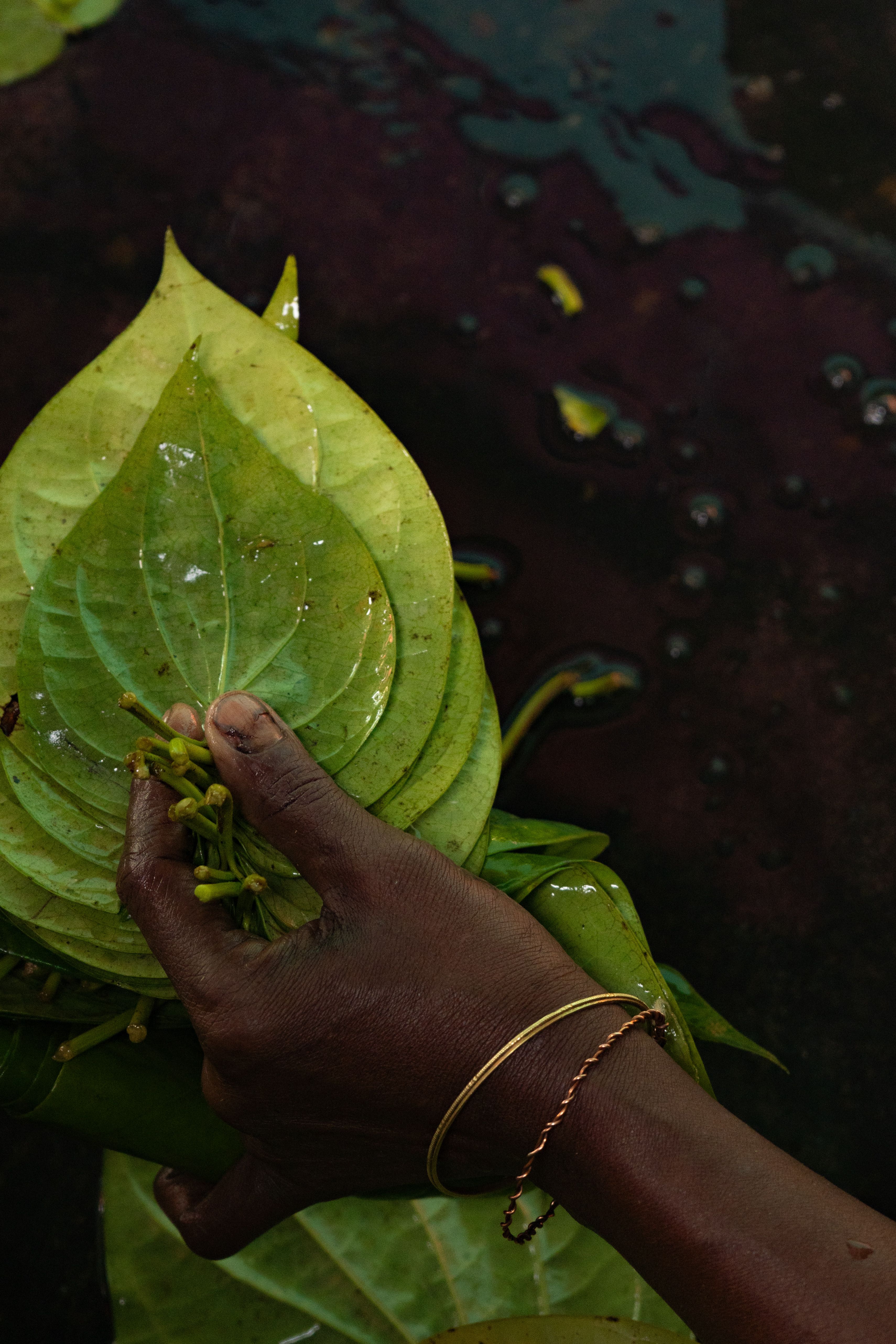Betel Leaves Photos, Download The BEST Free Betel Leaves Stock Photos ...