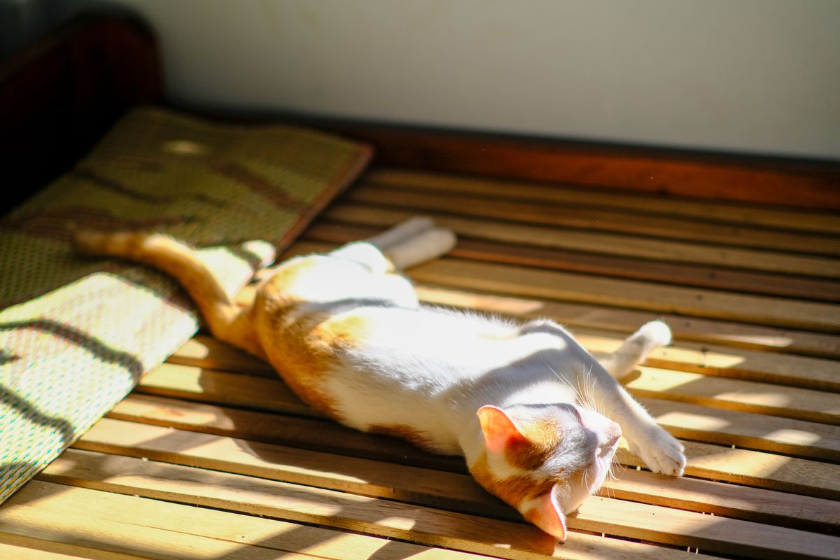 Cat On Mat Photos, Download The BEST Free Cat On Mat Stock Photos & HD ...