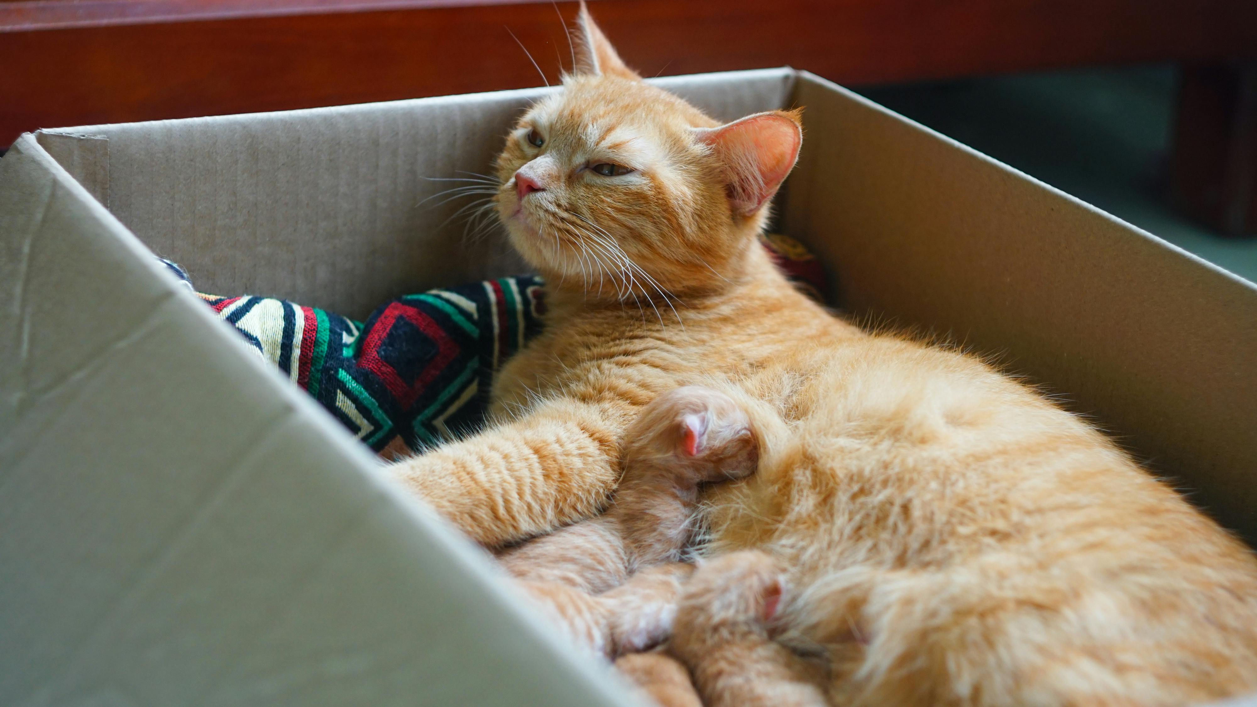 Ginger Cat and Kittens Resting in Cardboard Box · Free Stock Photo