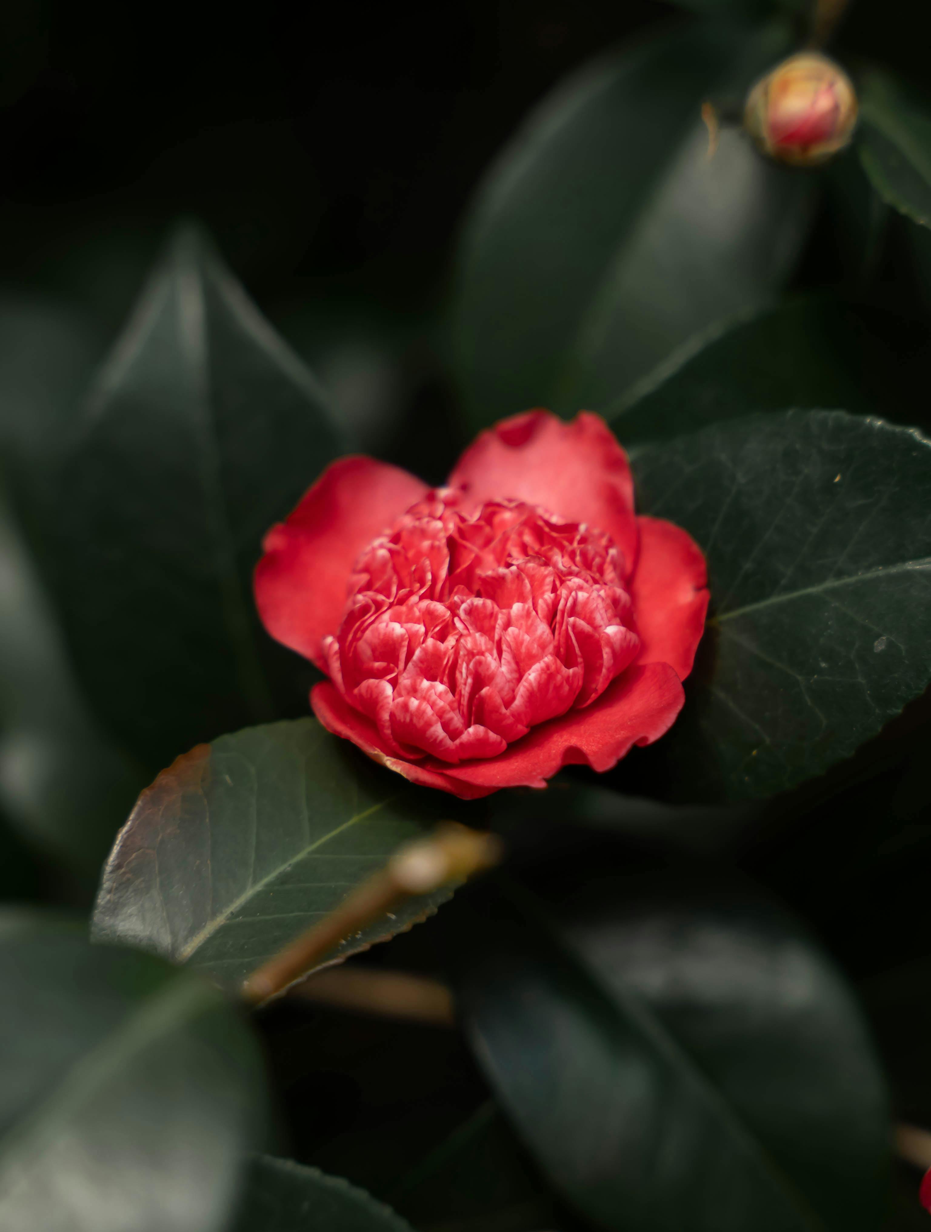 Le 100+ migliori foto di Cinderella高清壁纸 · Download gratuito al 100% ...