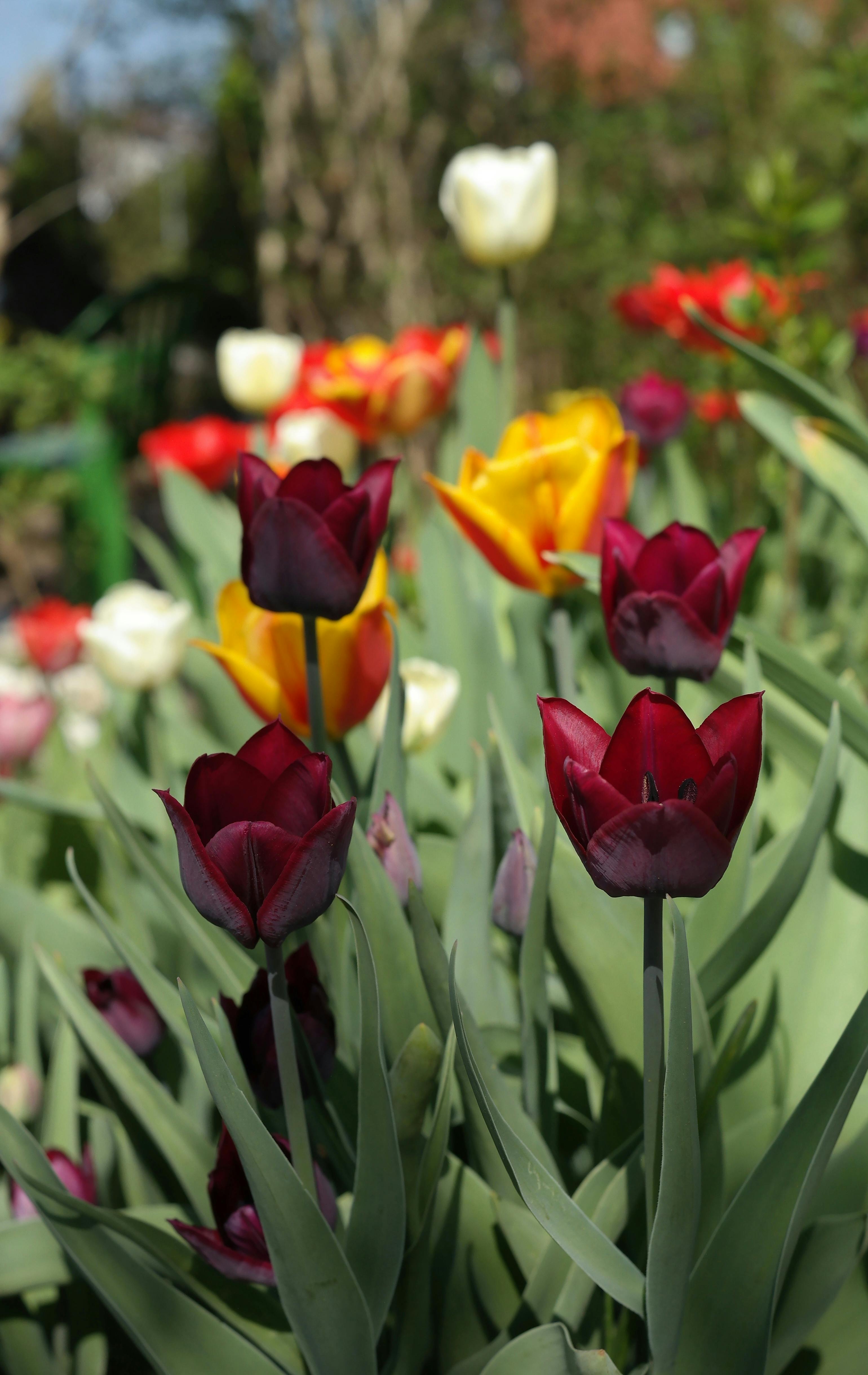 Maroon Landscape Photos, Download The BEST Free Maroon Landscape Stock ...