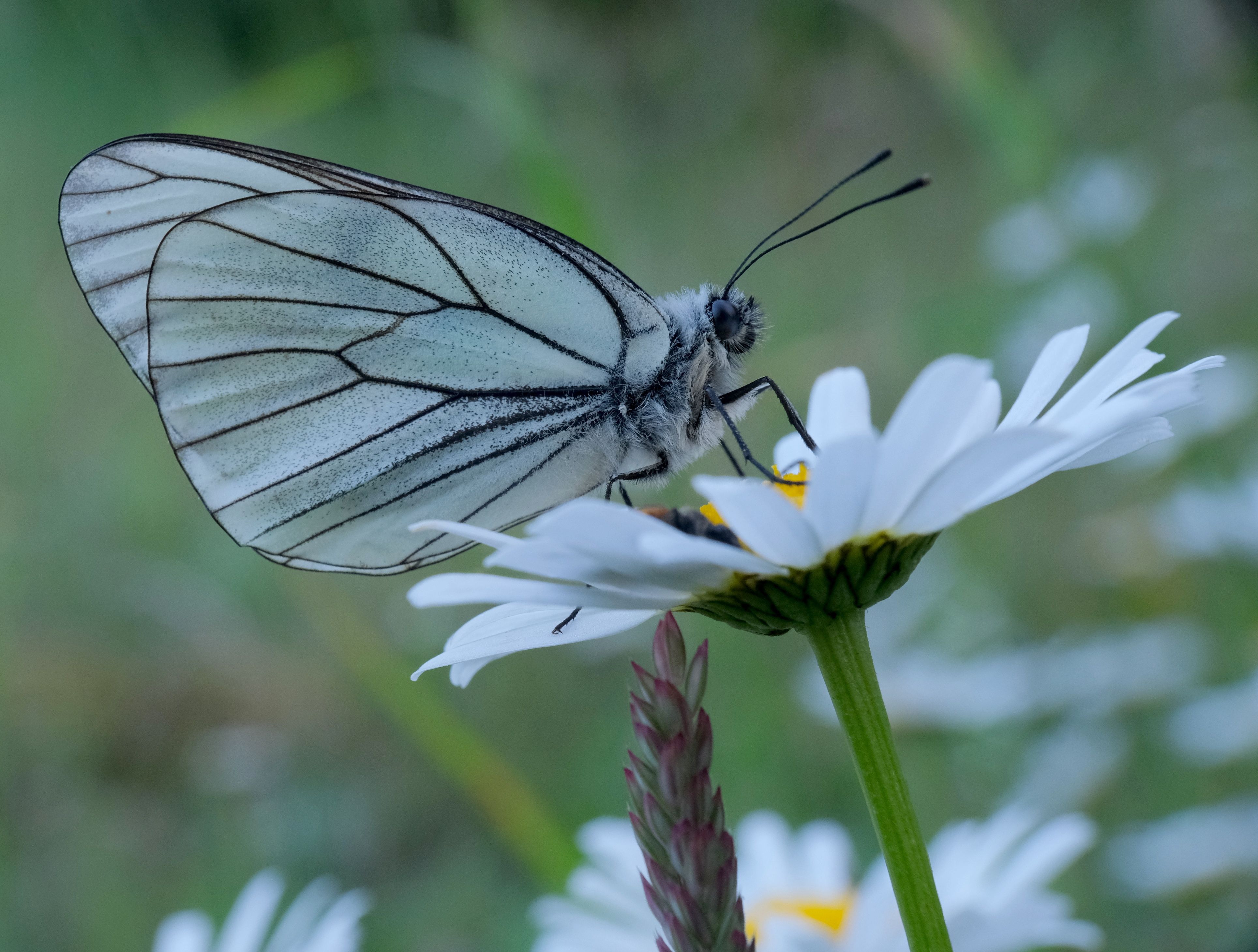 Of A Butterfly Photos, Download The BEST Free Of A Butterfly Stock ...