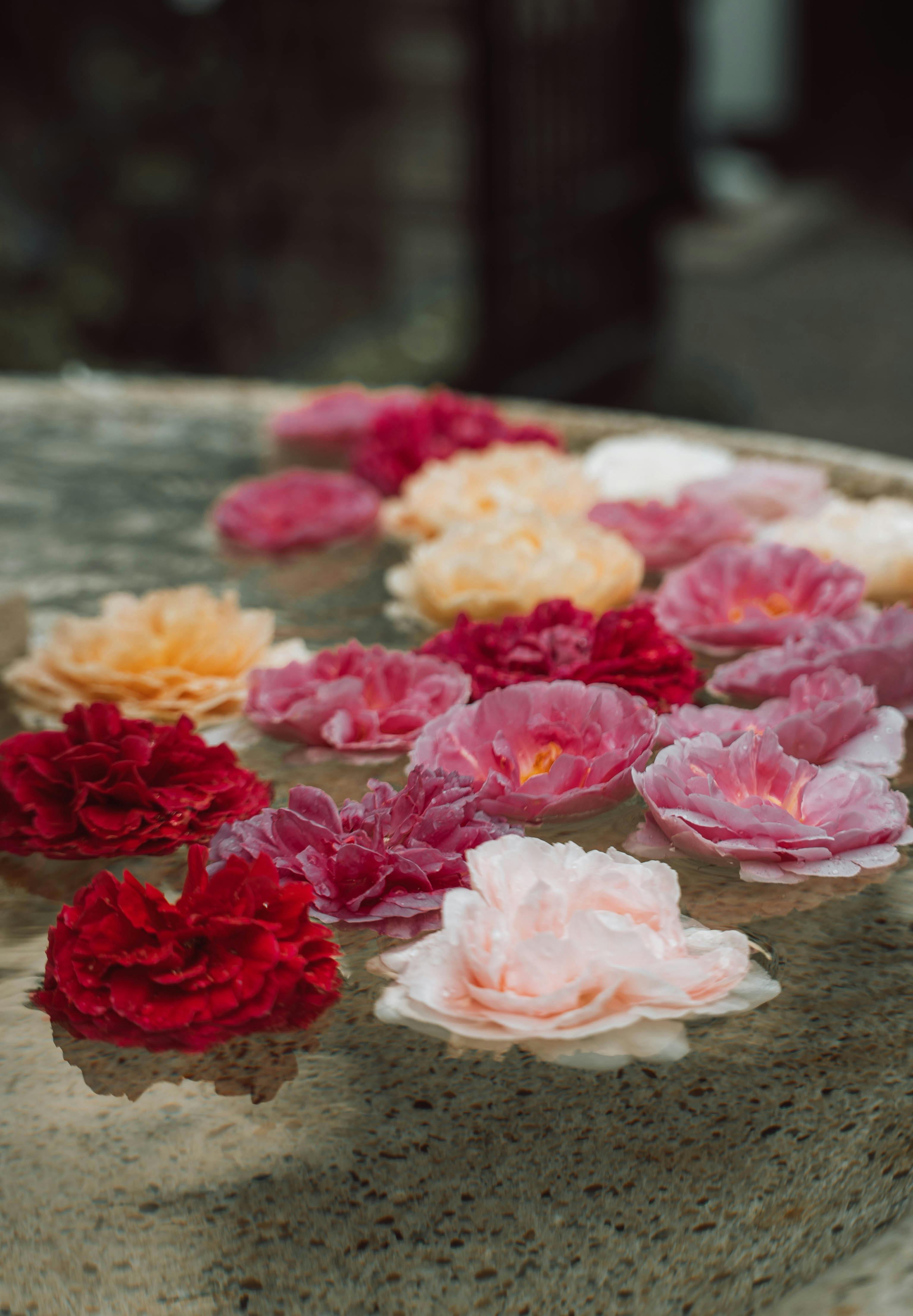 Floating Colorful Flowers in Water Arrangement · Free Stock Photo