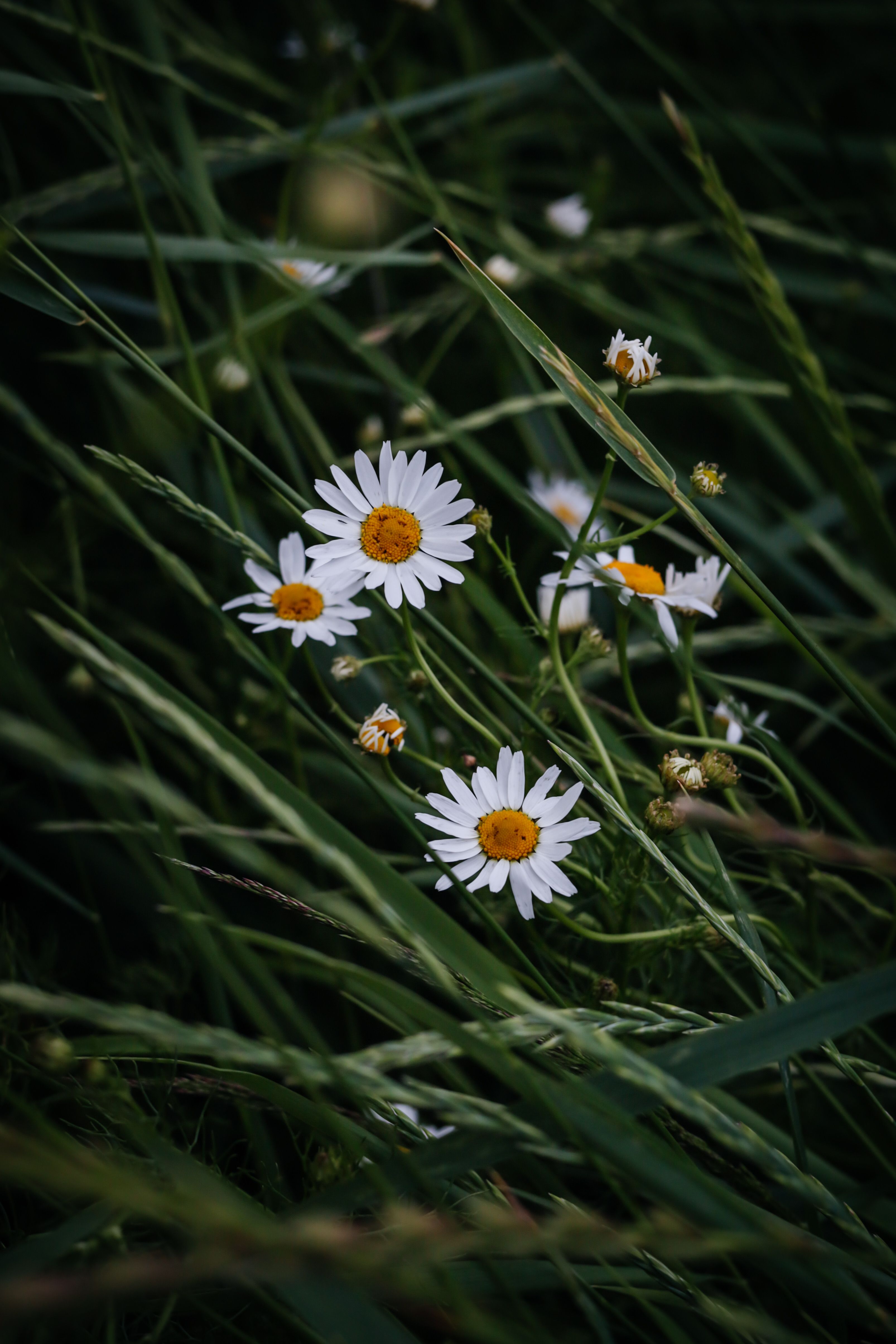 Spring Daisies Photos, Download The BEST Free Spring Daisies Stock ...