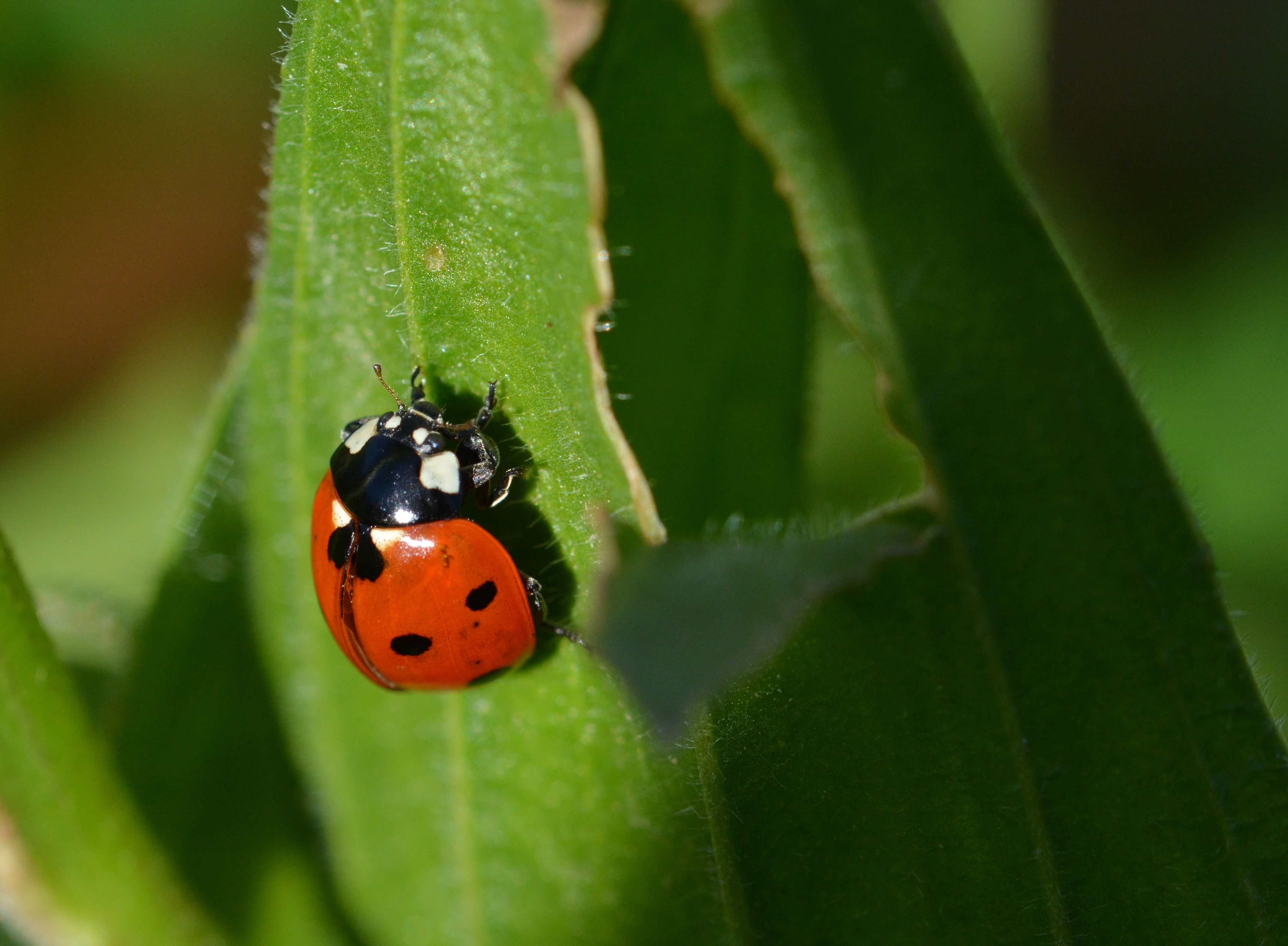 Ladybird Photos, Download The BEST Free Ladybird Stock Photos & HD Images