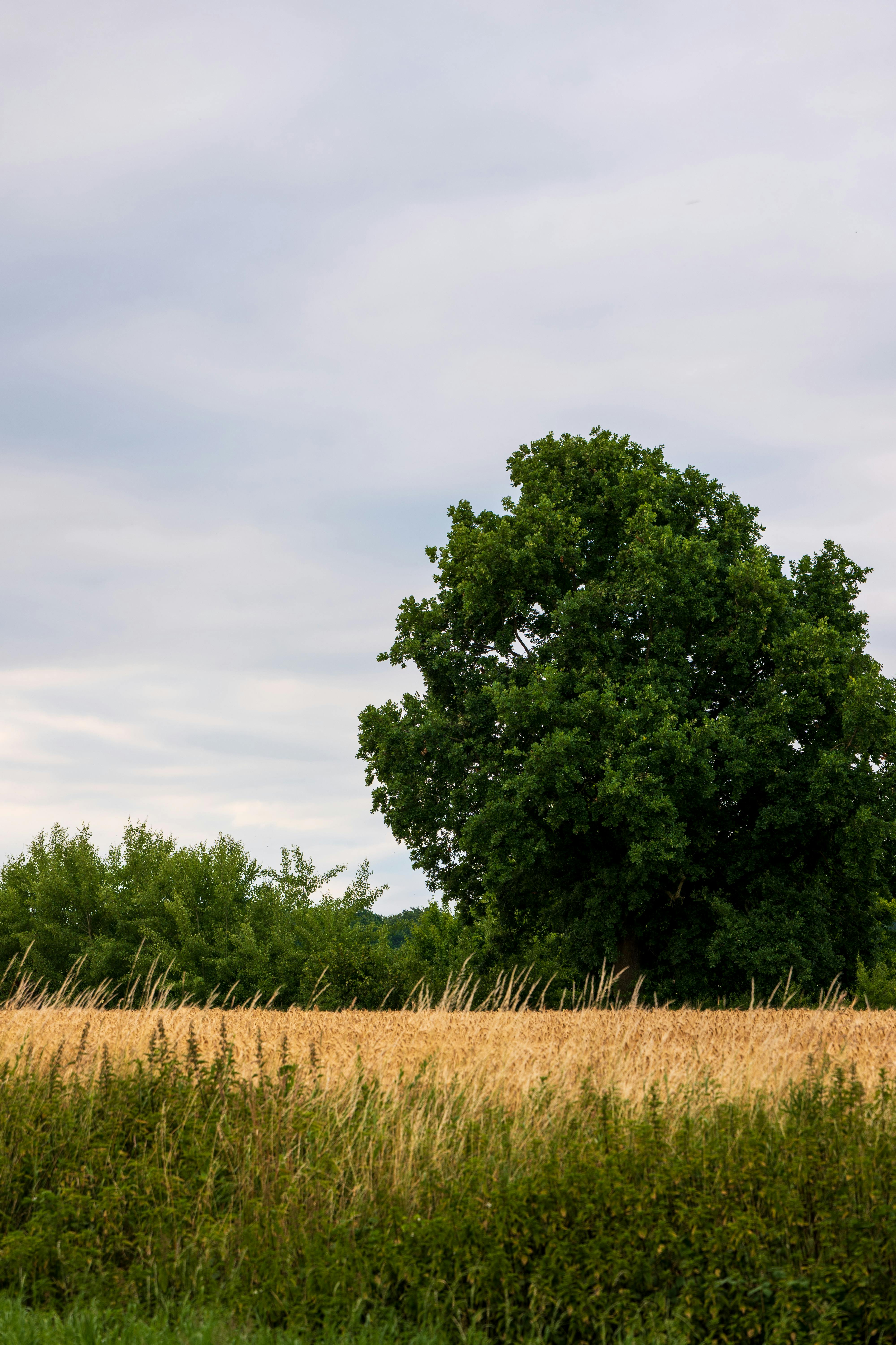 Growth Landscape Nature Photos, Download The BEST Free Growth Landscape ...