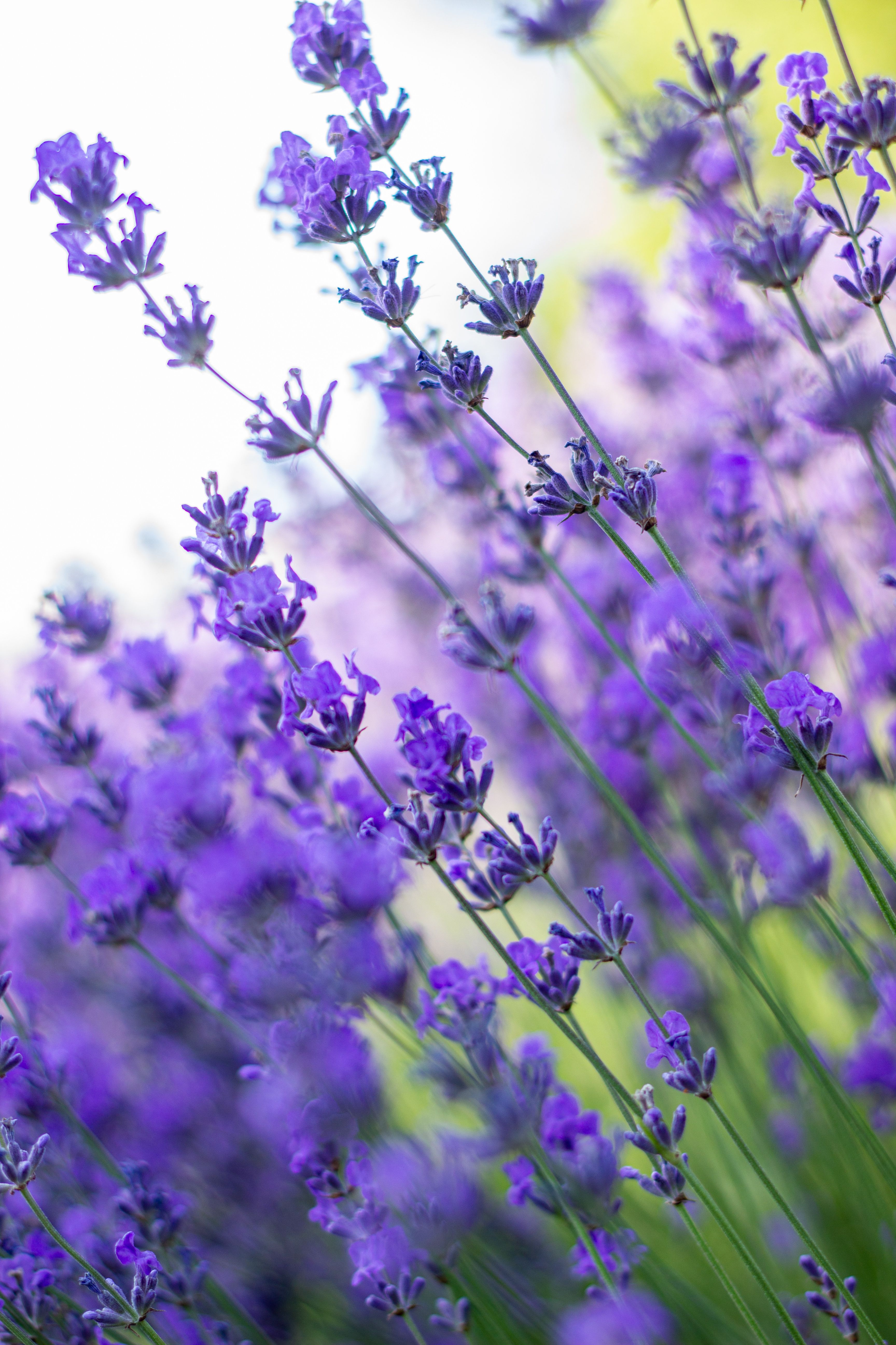 Photo of Purple Flowers · Free Stock Photo