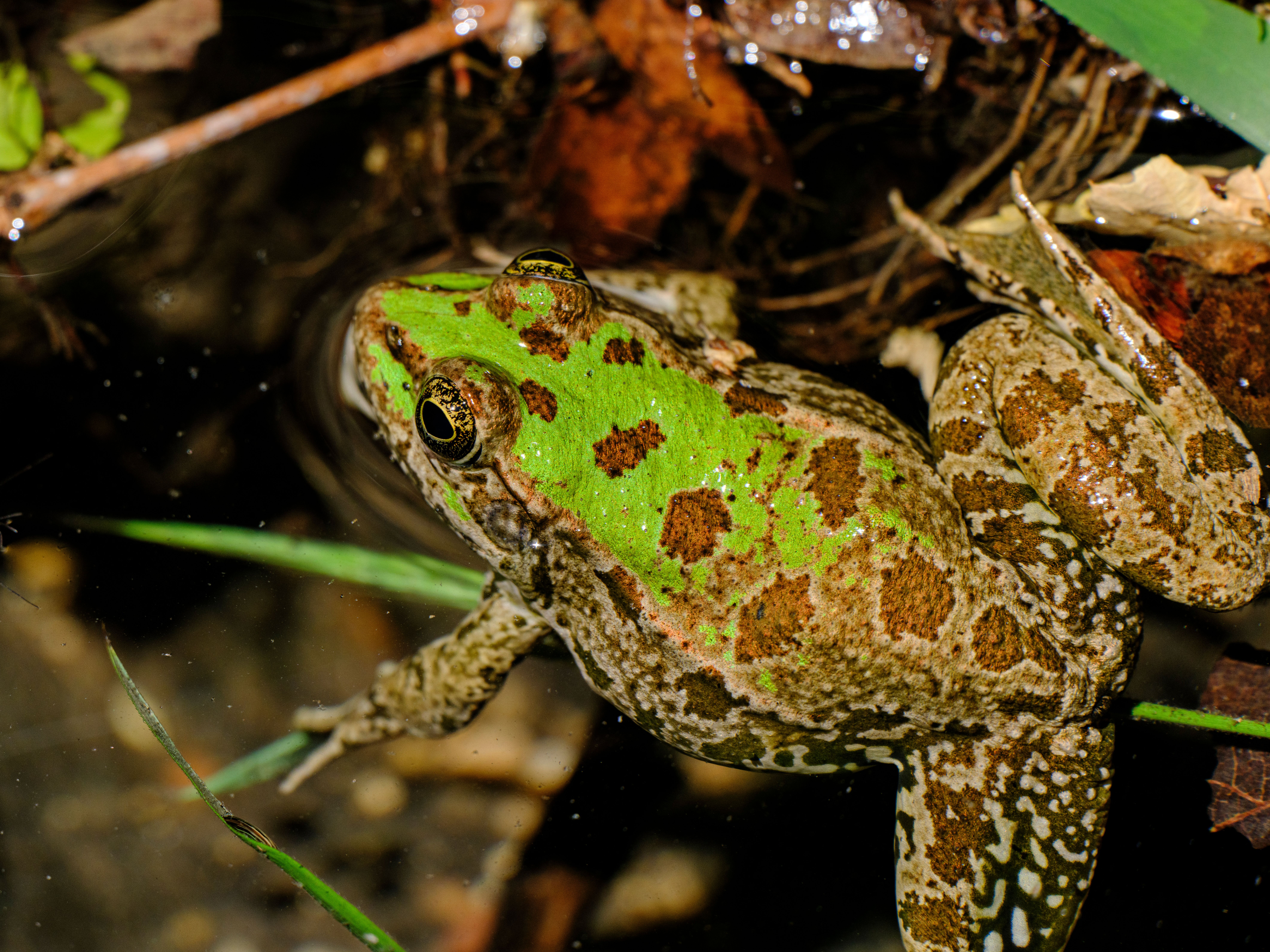 Frog Jump In Water Photos, Download The BEST Free Frog Jump In Water ...