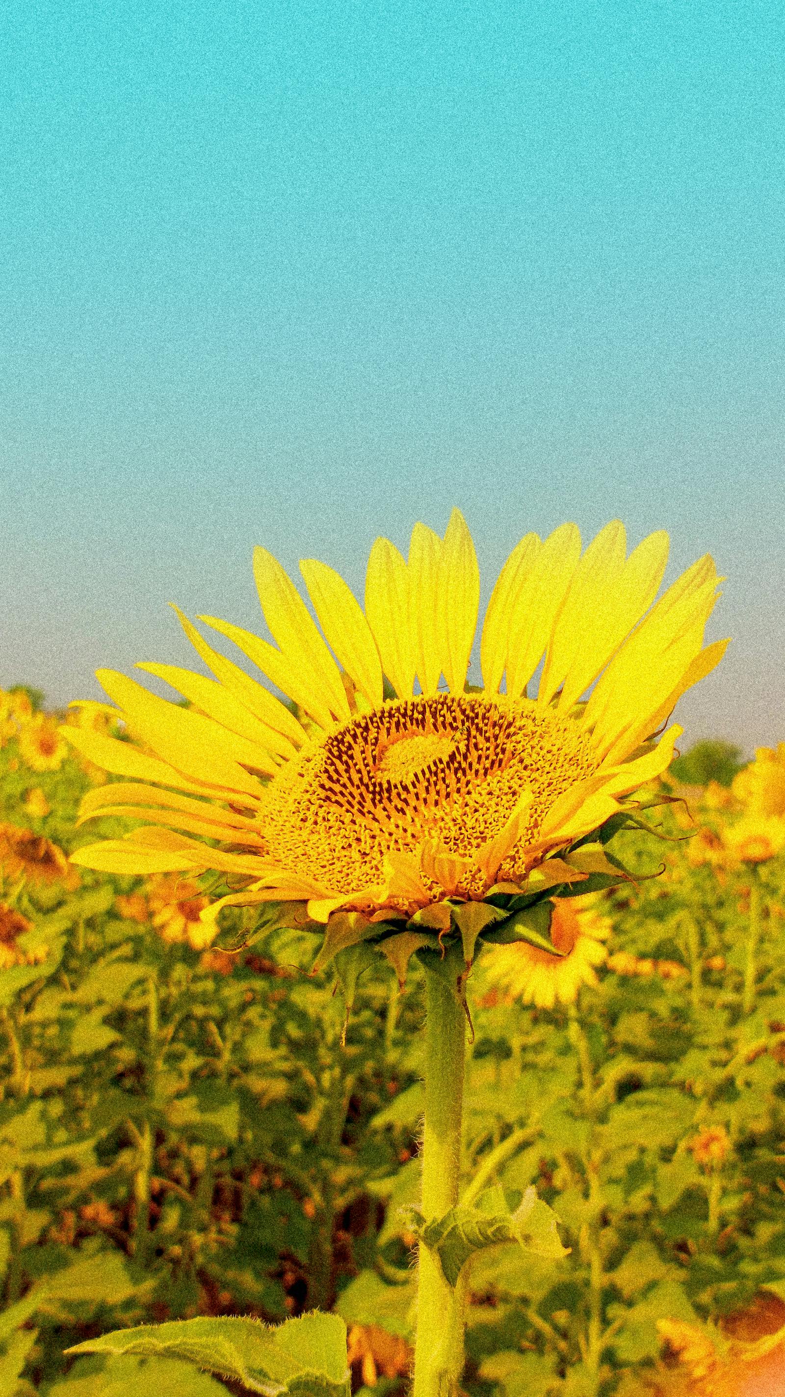 Gulab Flower Background Photos, Download The BEST Free Gulab Flower ...