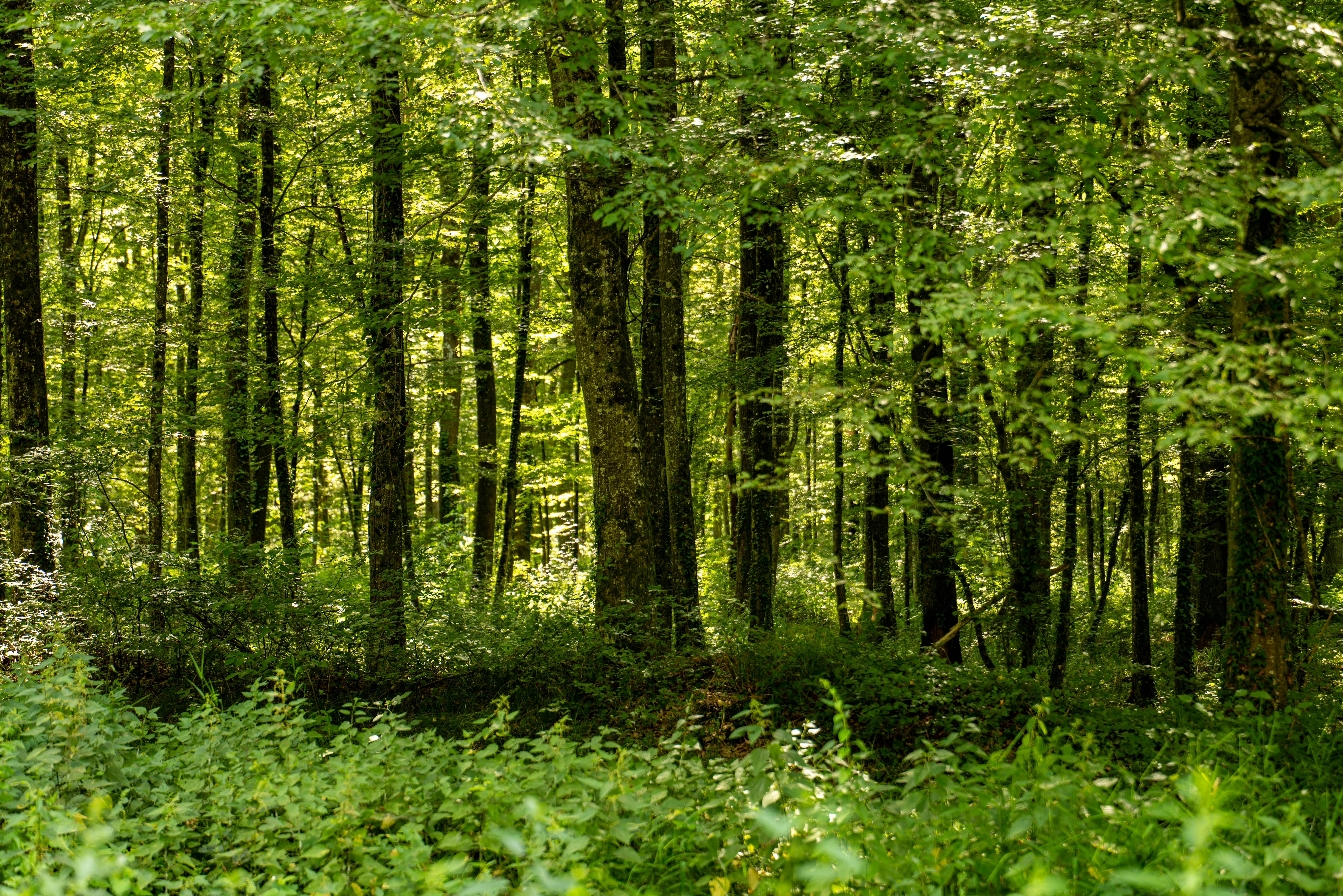 Enchanting Definition Photos, Download The BEST Free Enchanting ...