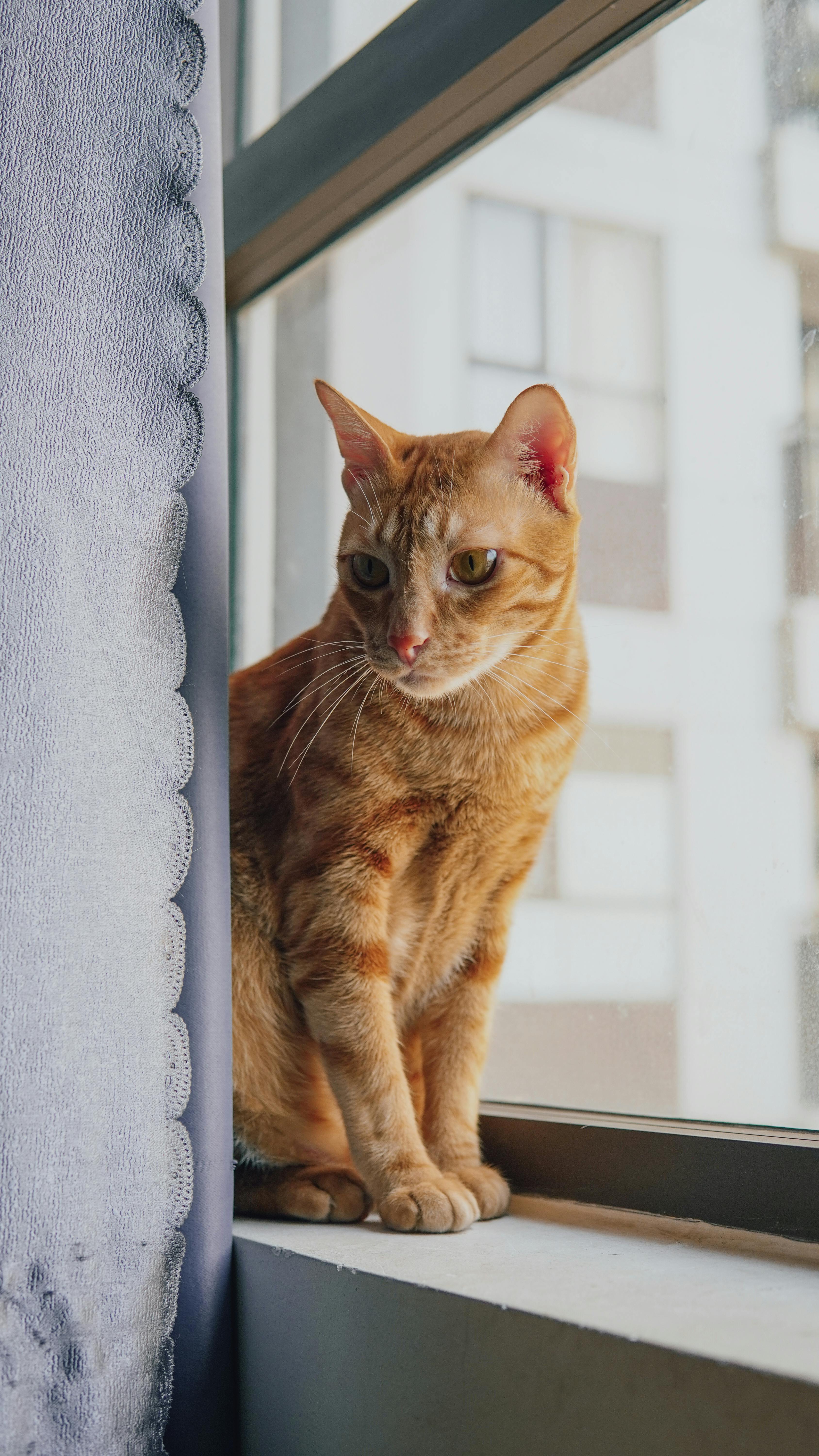 Orange Tabby Cat on Back of Window Curtain · Free Stock Photo
