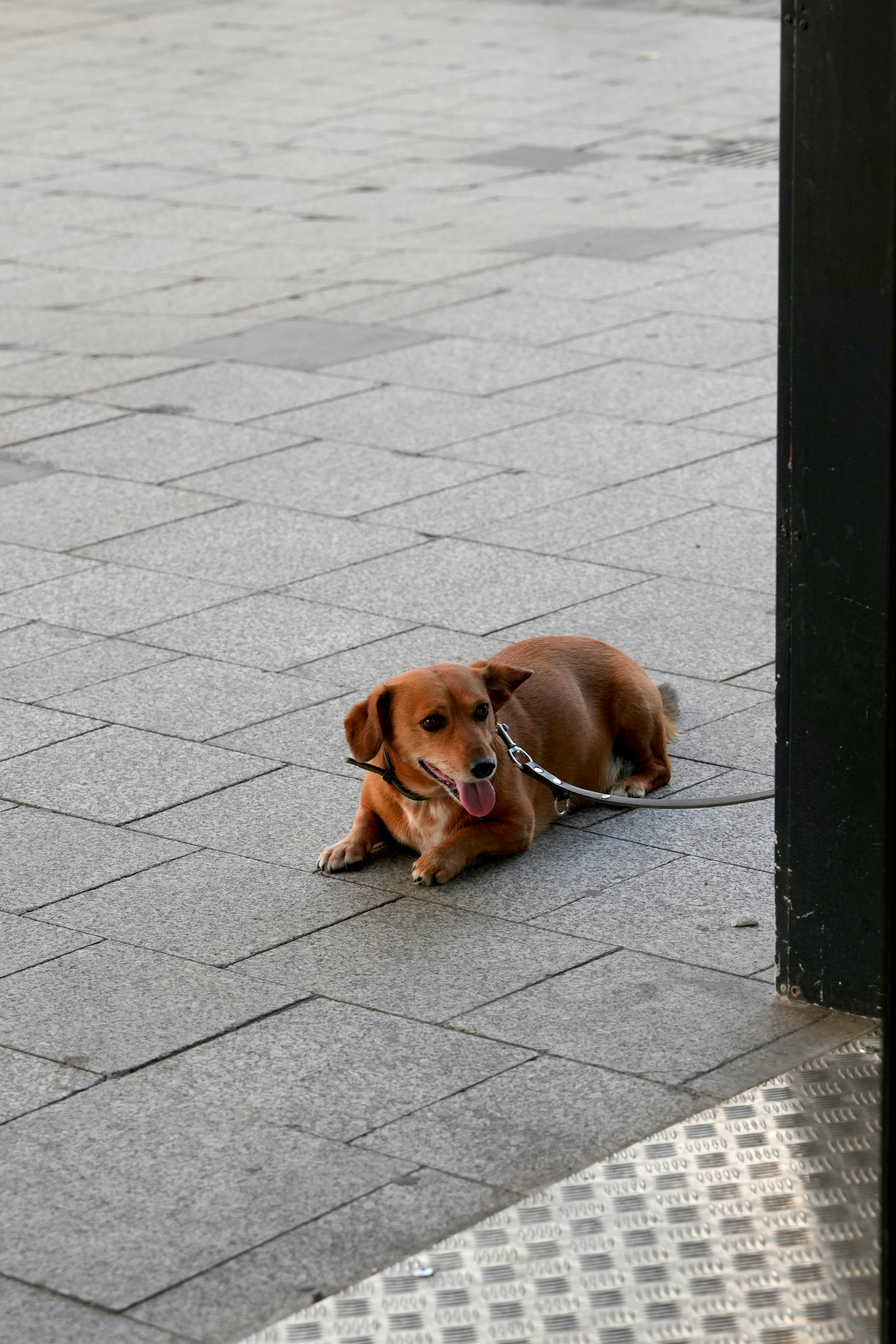 Loyalty Photos, Download The BEST Free Loyalty Stock Photos & HD Images