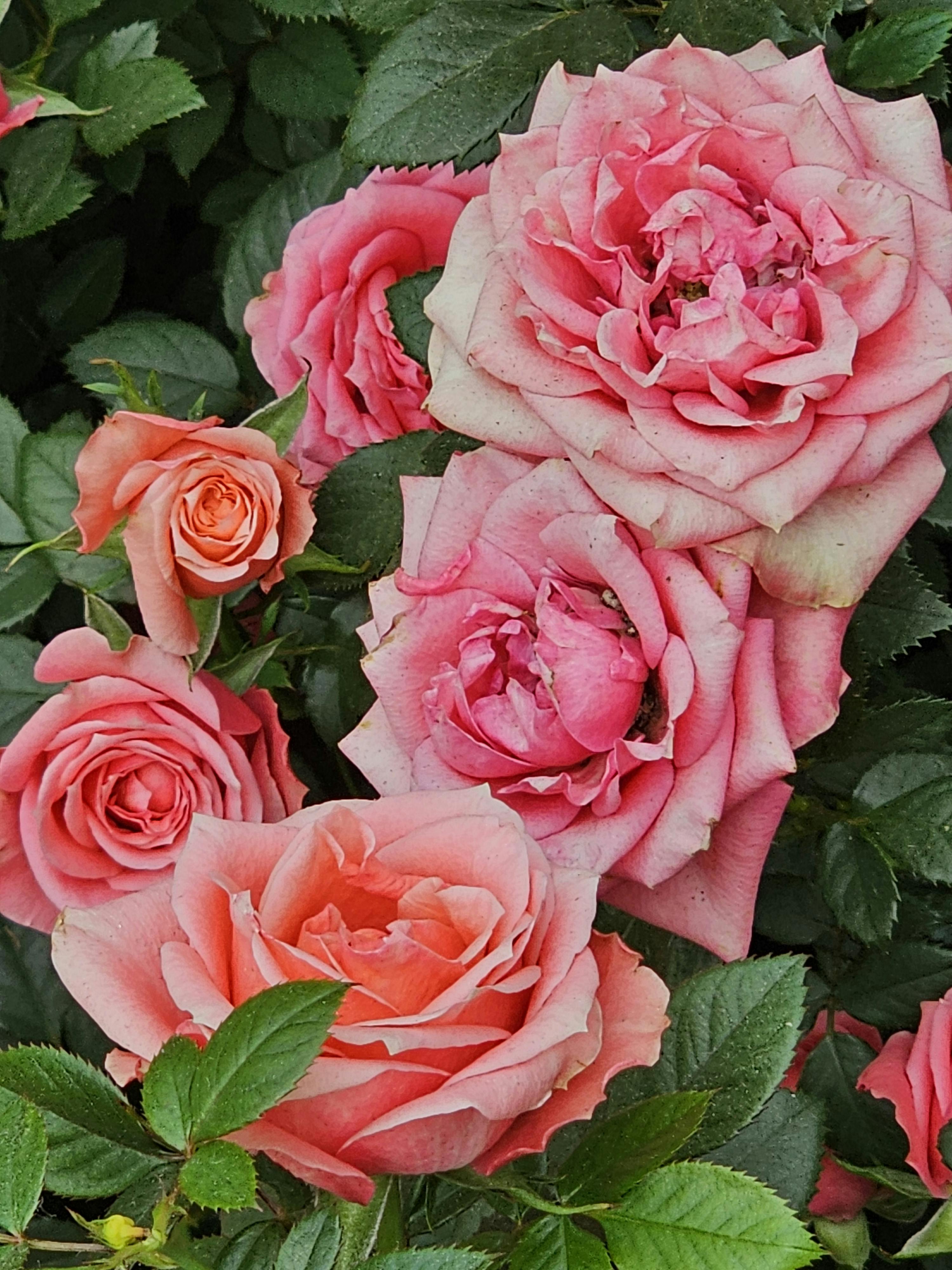 Cute+Drawings+Without+Colour Photos, Download The BEST Free Cute ...