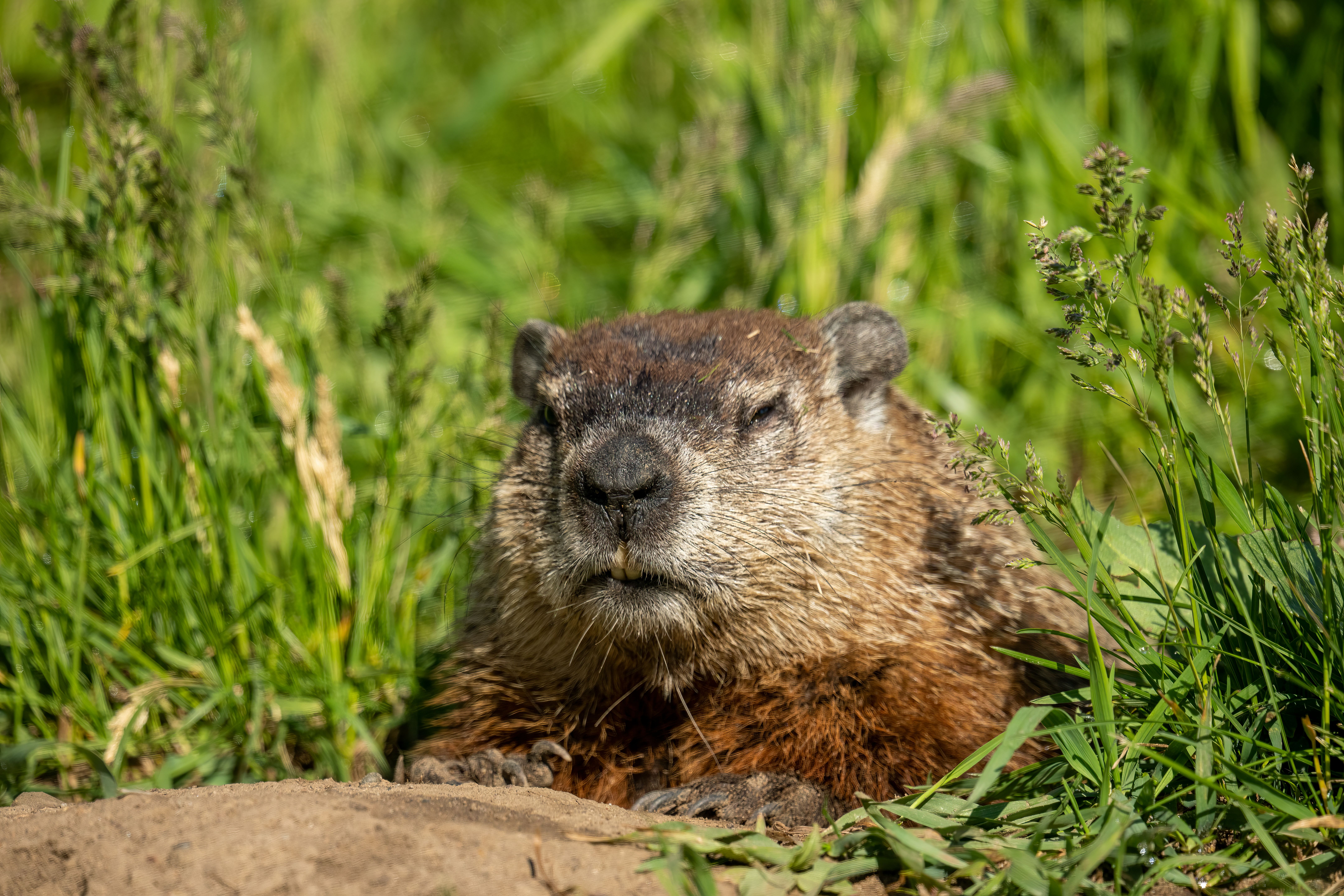 Groundhog in Green Grass in Wabasha, Minnesota · Free Stock Photo