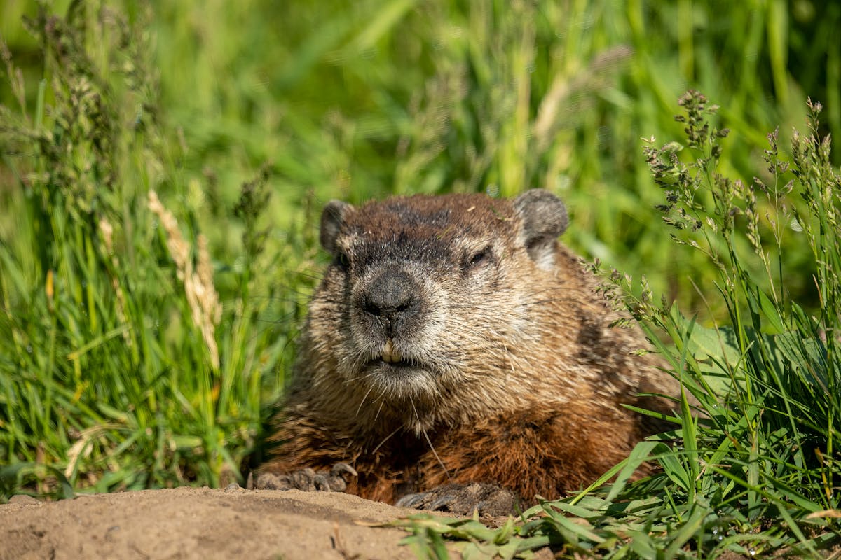 Groundhog Photos, Download The BEST Free Groundhog Stock Photos & HD Images