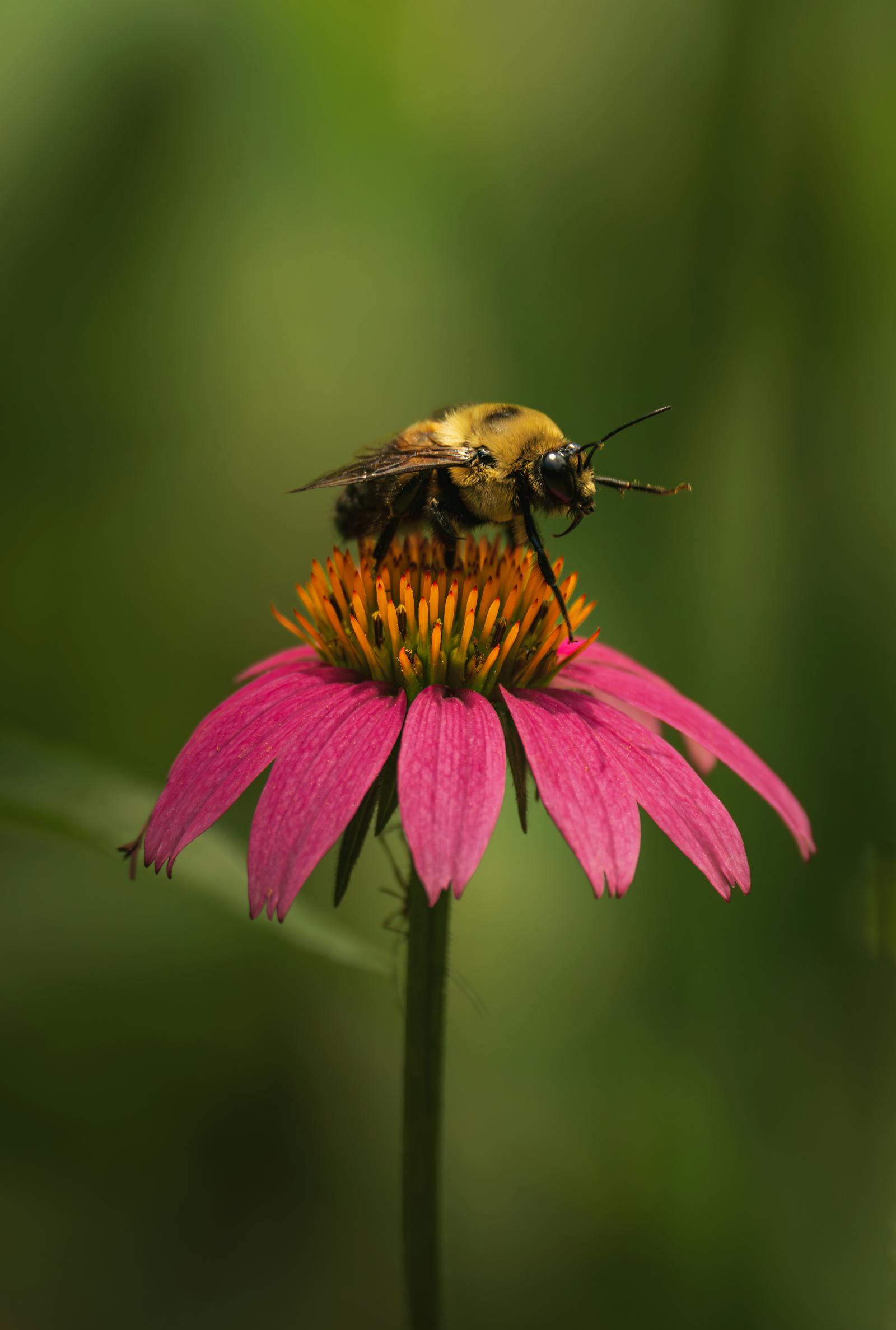 Bumblebee Wallpaper Photos, Download The BEST Free Bumblebee Wallpaper ...