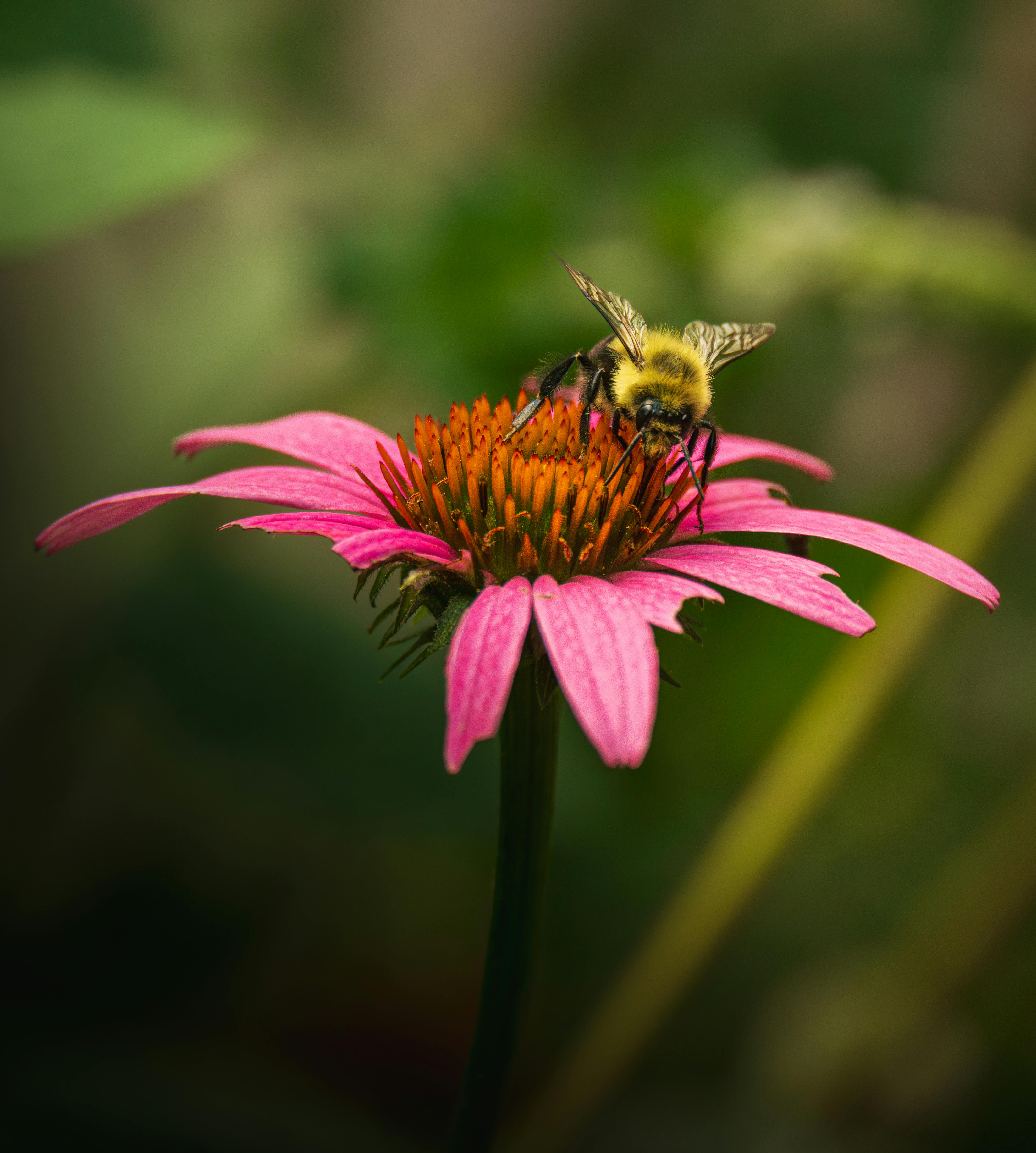 Gulab Flower Background Photos, Download The BEST Free Gulab Flower ...