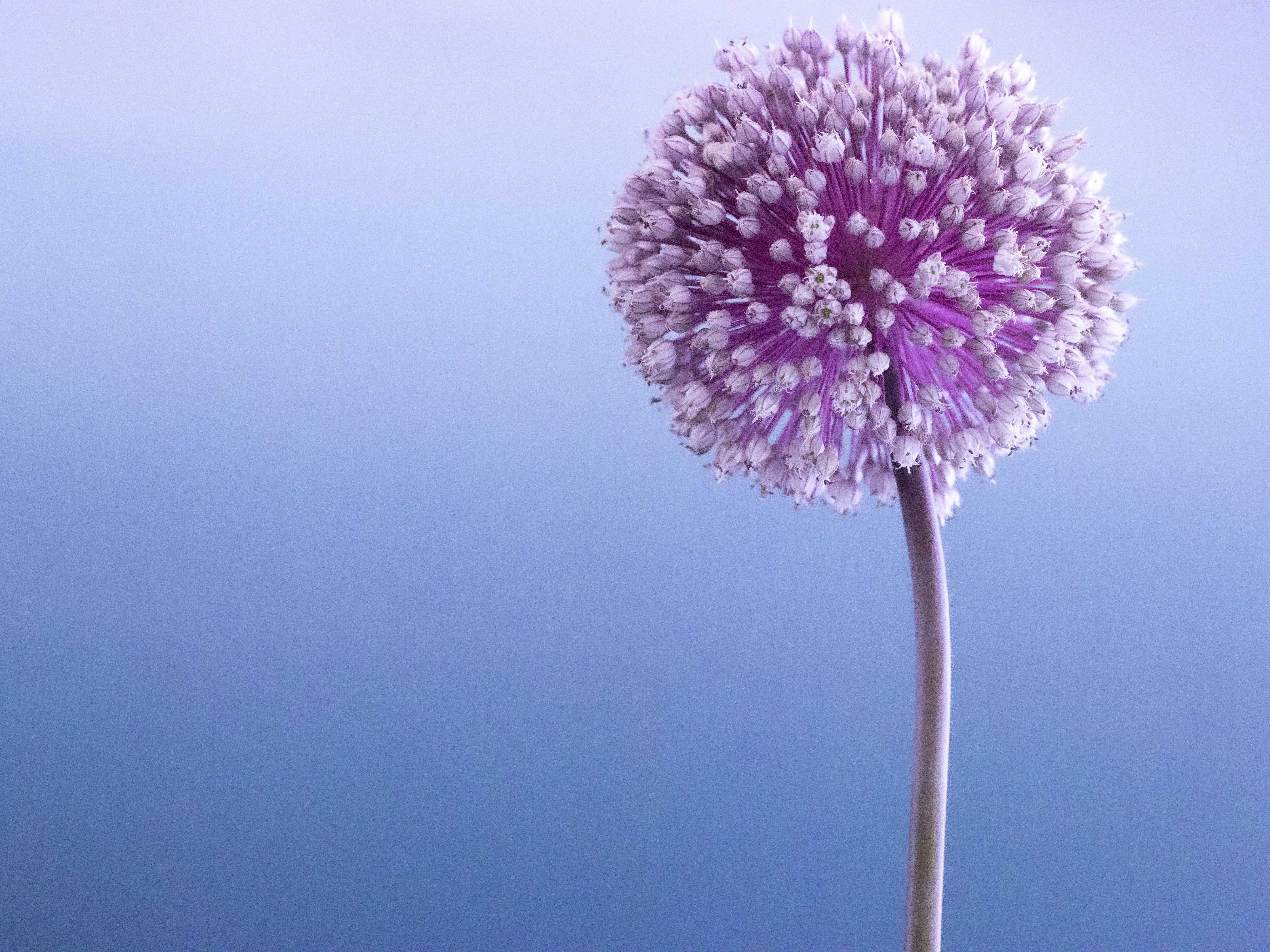 Bunga Allium Ungu Pada Latar Belakang Gradien · Foto Stok Gratis
