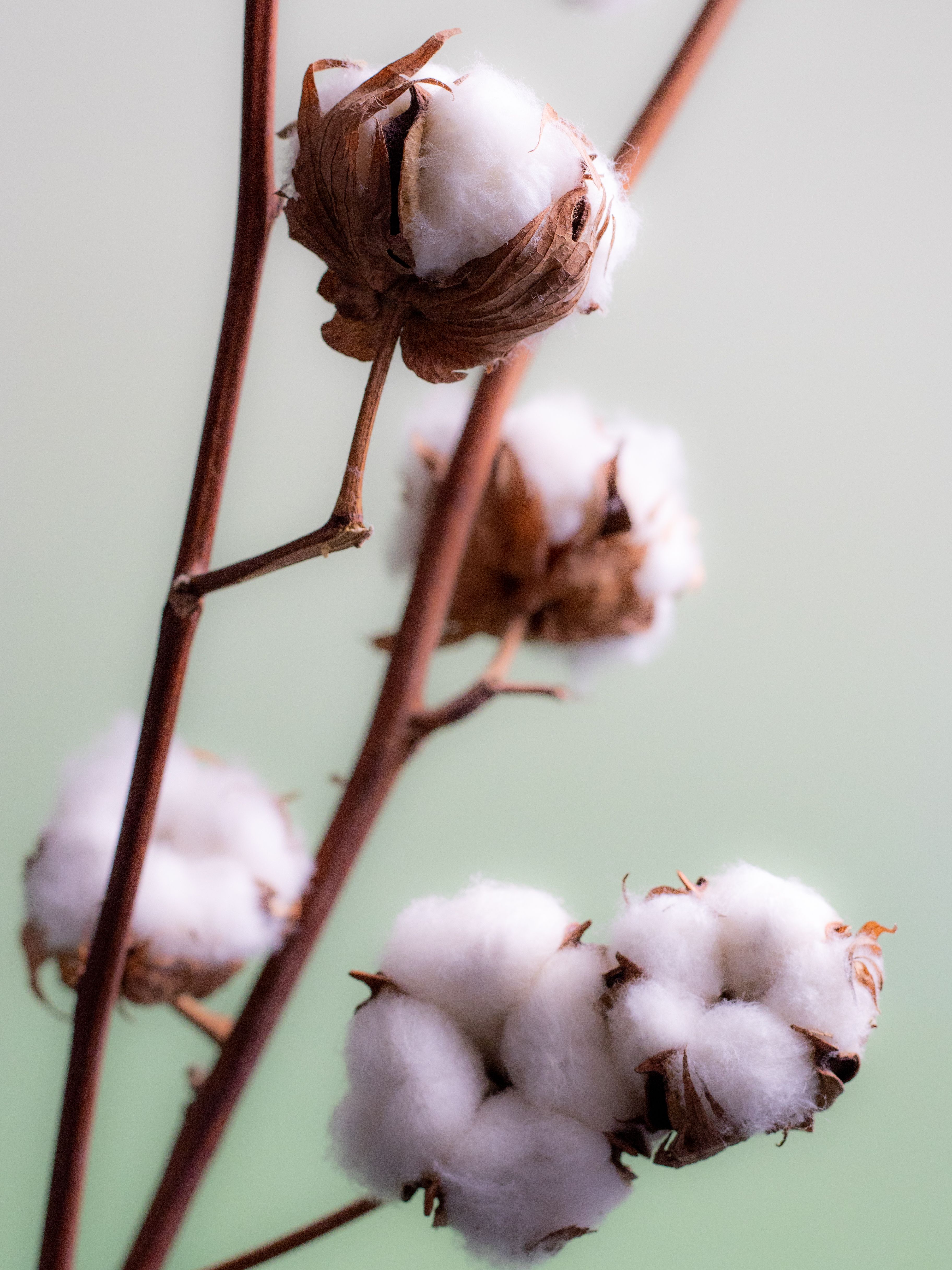 Cotton+Textile+Sole+Shareholder+Co.… Photos, Download The BEST Free ...