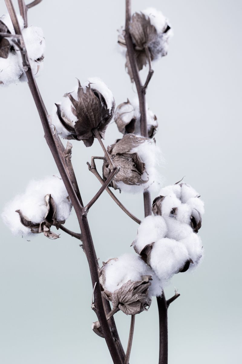 Cotton Photos, Download The BEST Free Cotton Stock Photos & HD Images