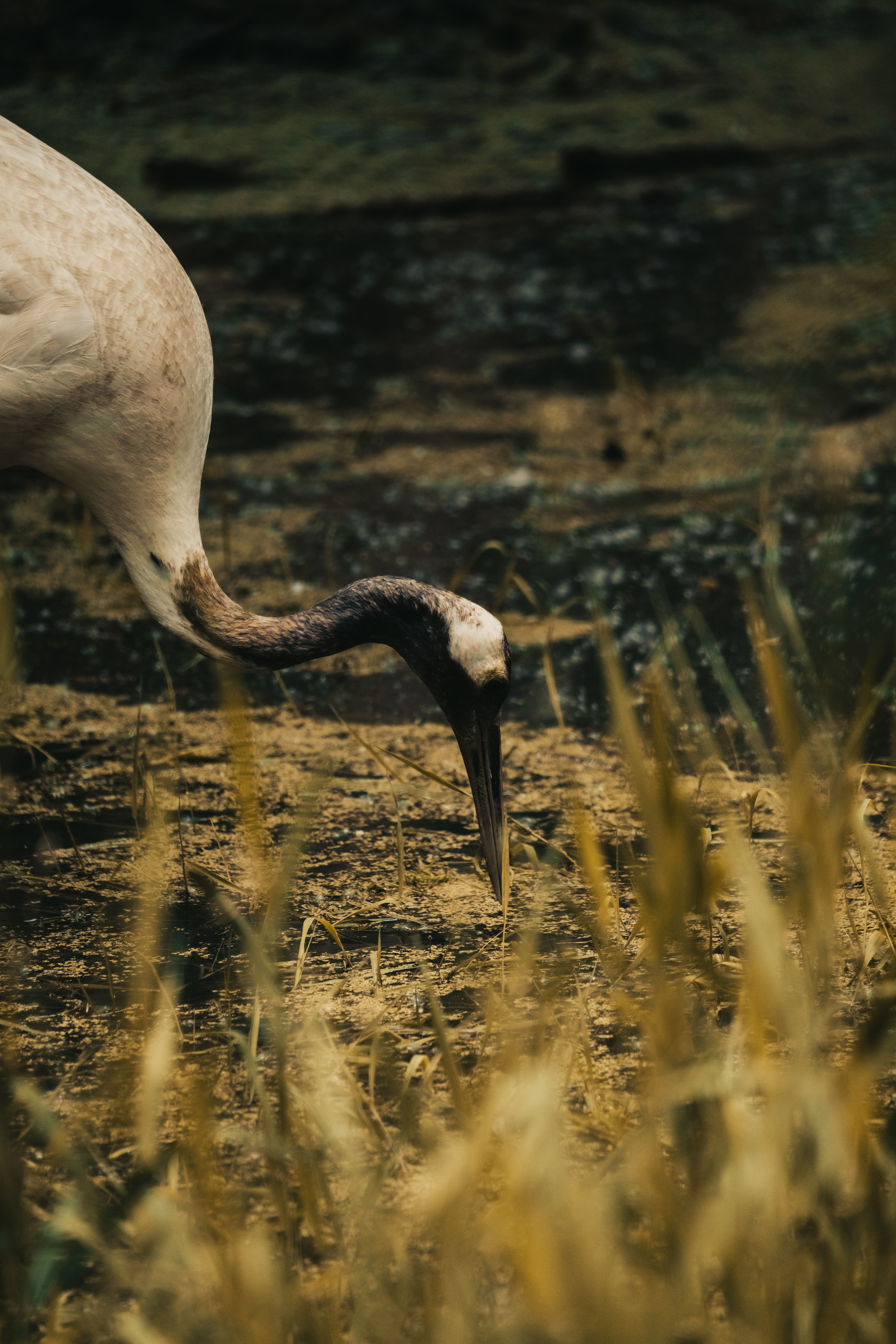 Elegant Crane foraging in Natural Habitat · Free Stock Photo