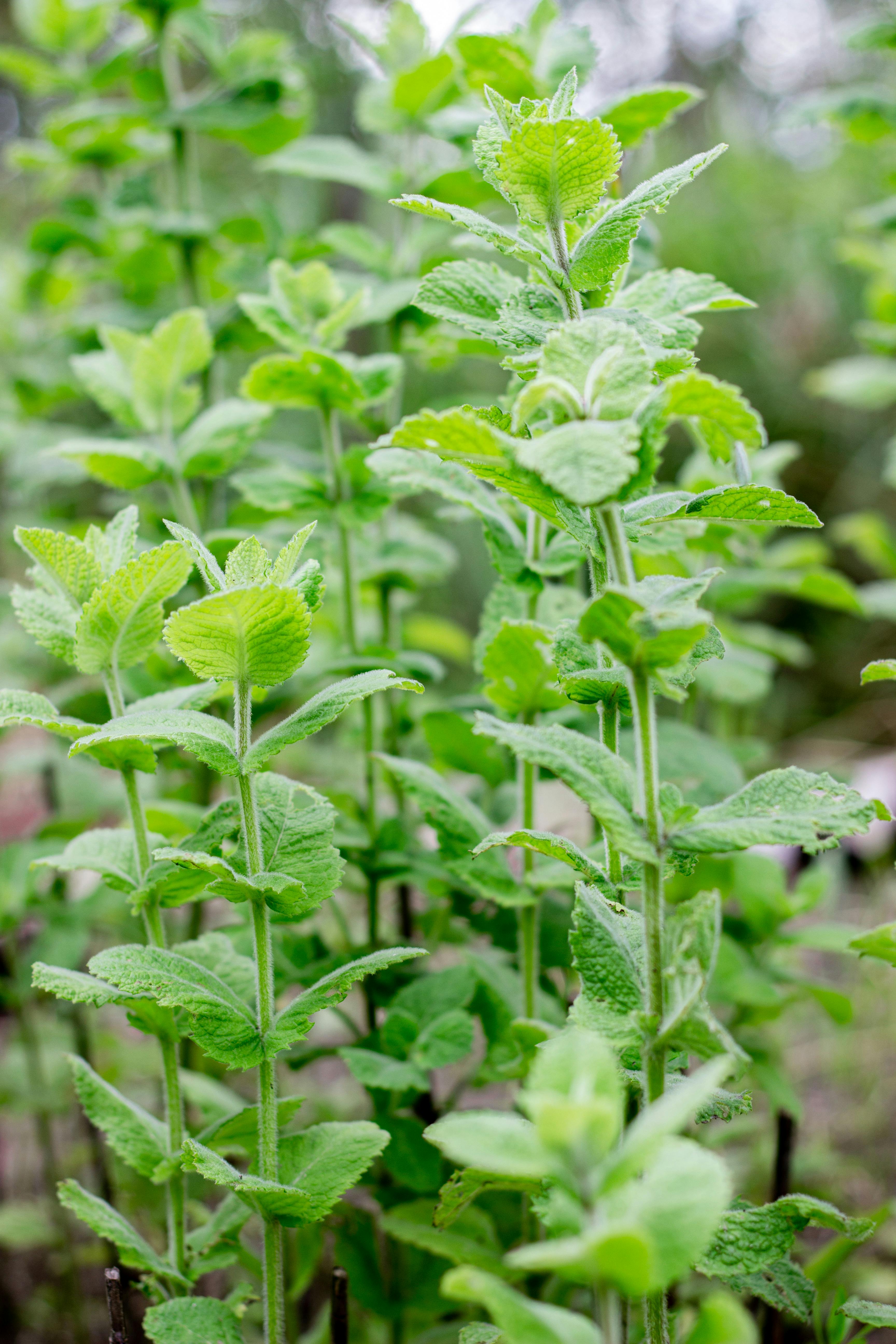 Catnip Plant Photos, Download The BEST Free Catnip Plant Stock Photos ...