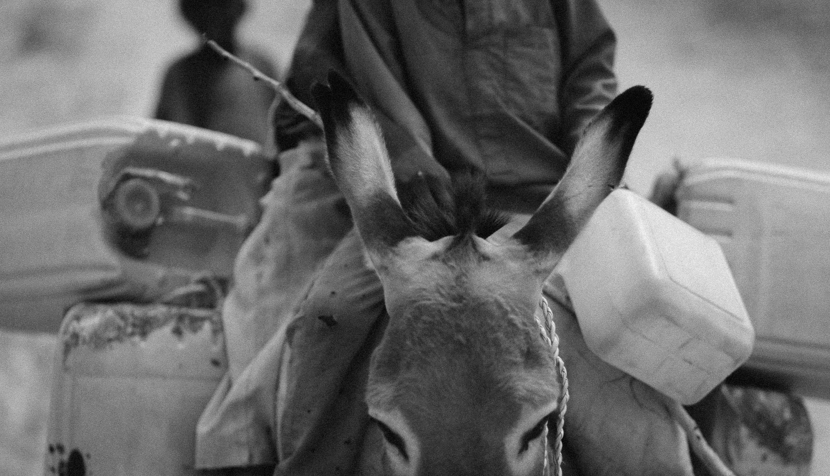 Young Child Riding Donkey Carrying Water Containers · Free Stock Photo