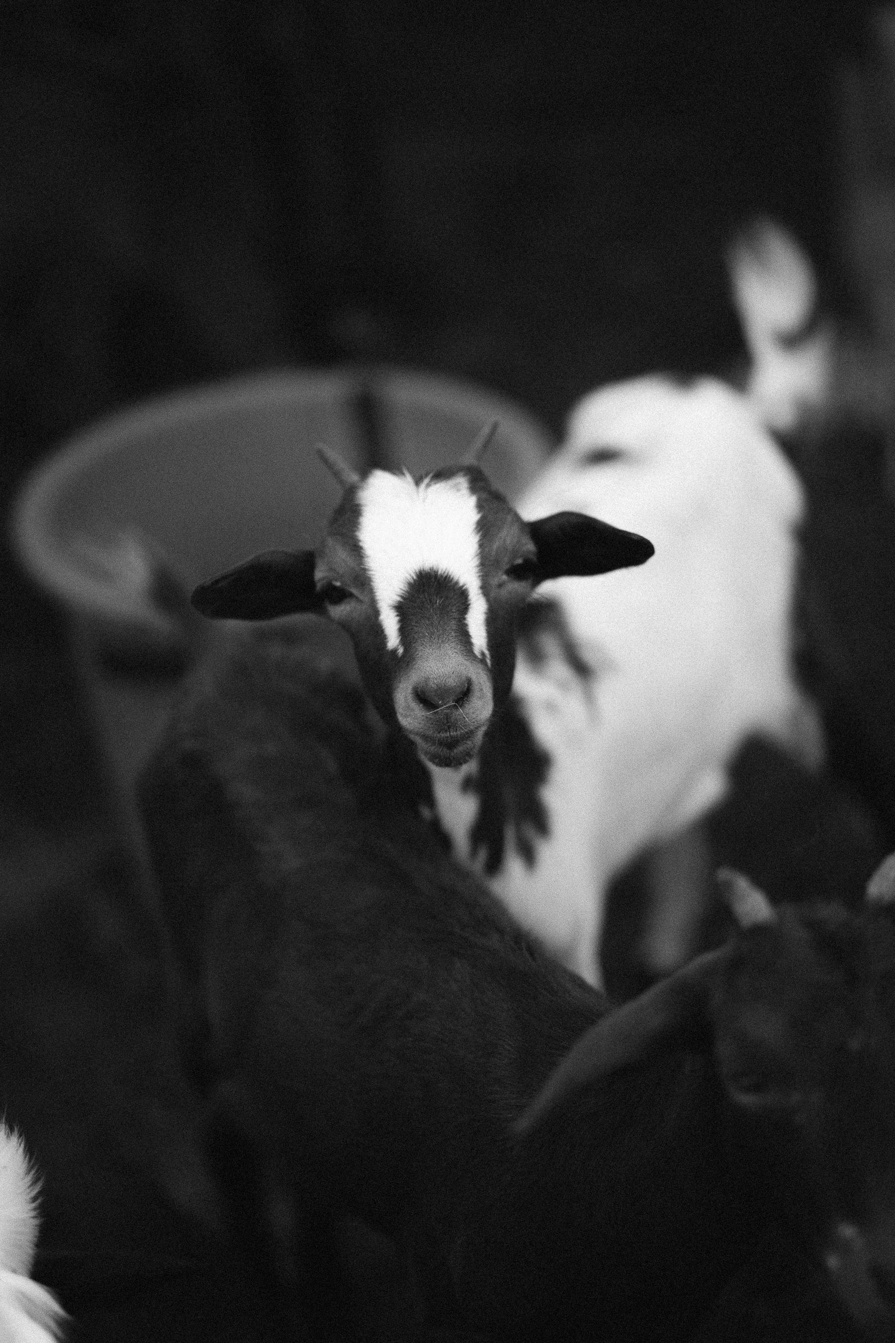 Animal Headshot Photos, Download The BEST Free Animal Headshot Stock ...